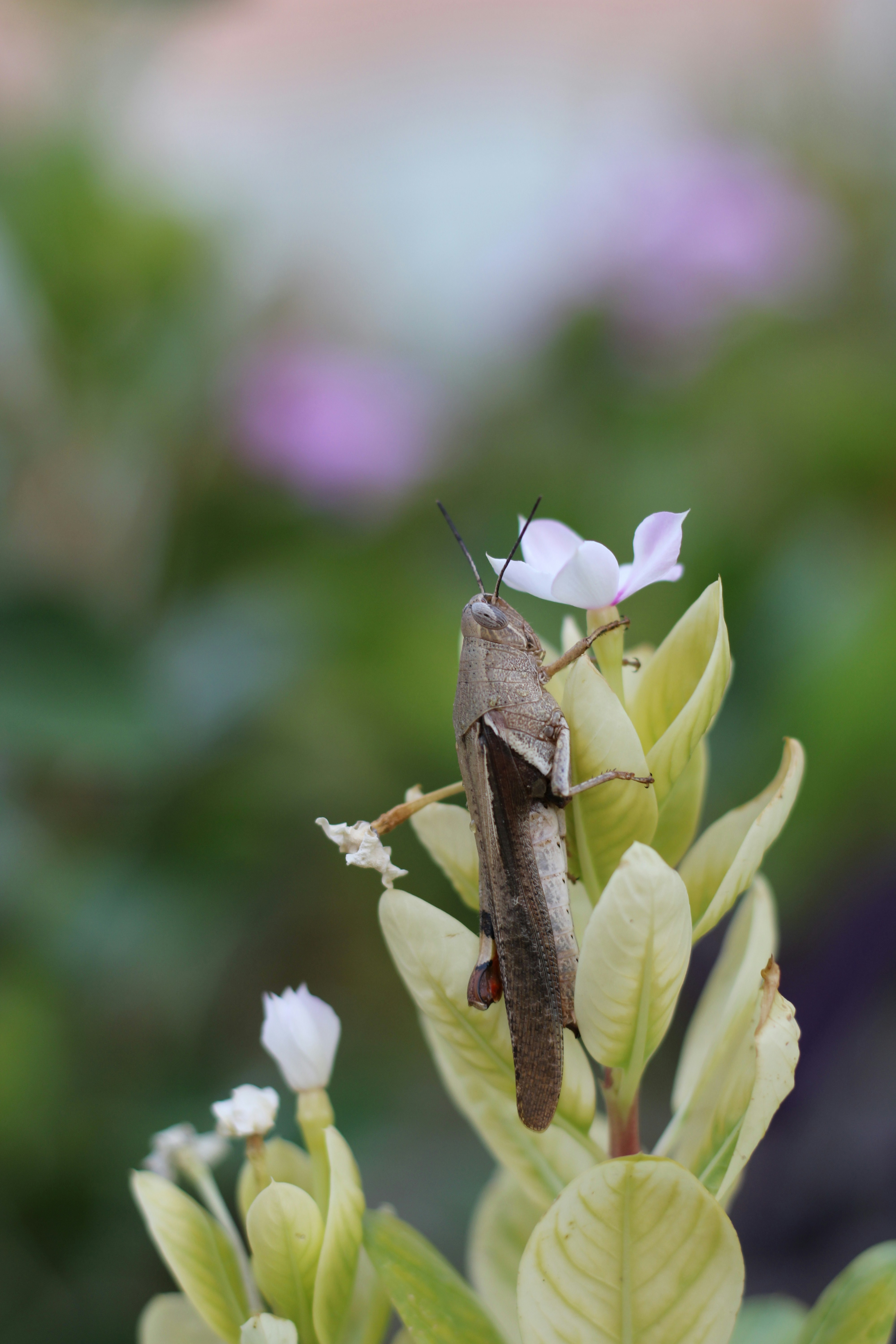 a bug sitting on top of a green plant