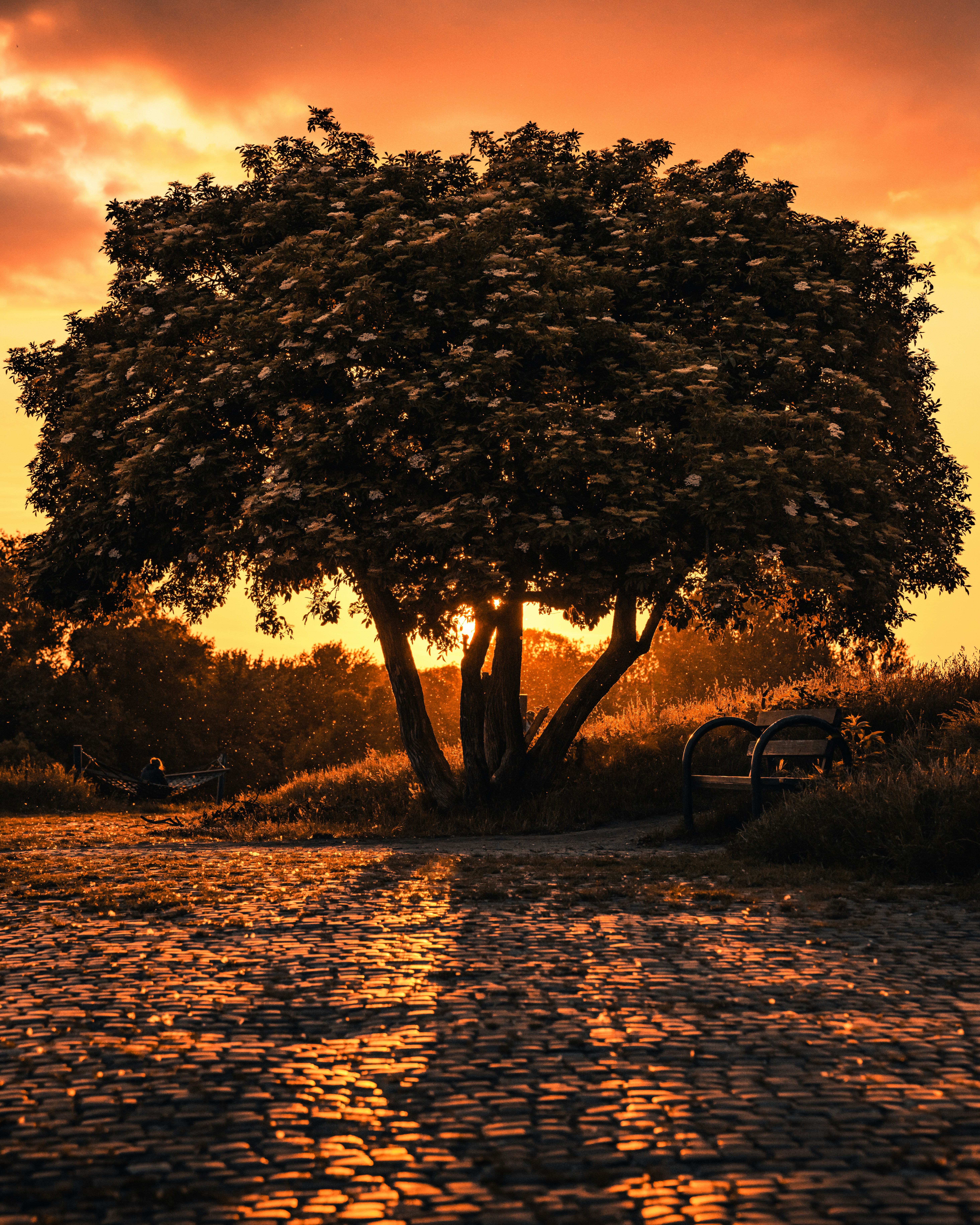 Crimson Canopy by the Cobblestone Shore at Sunset