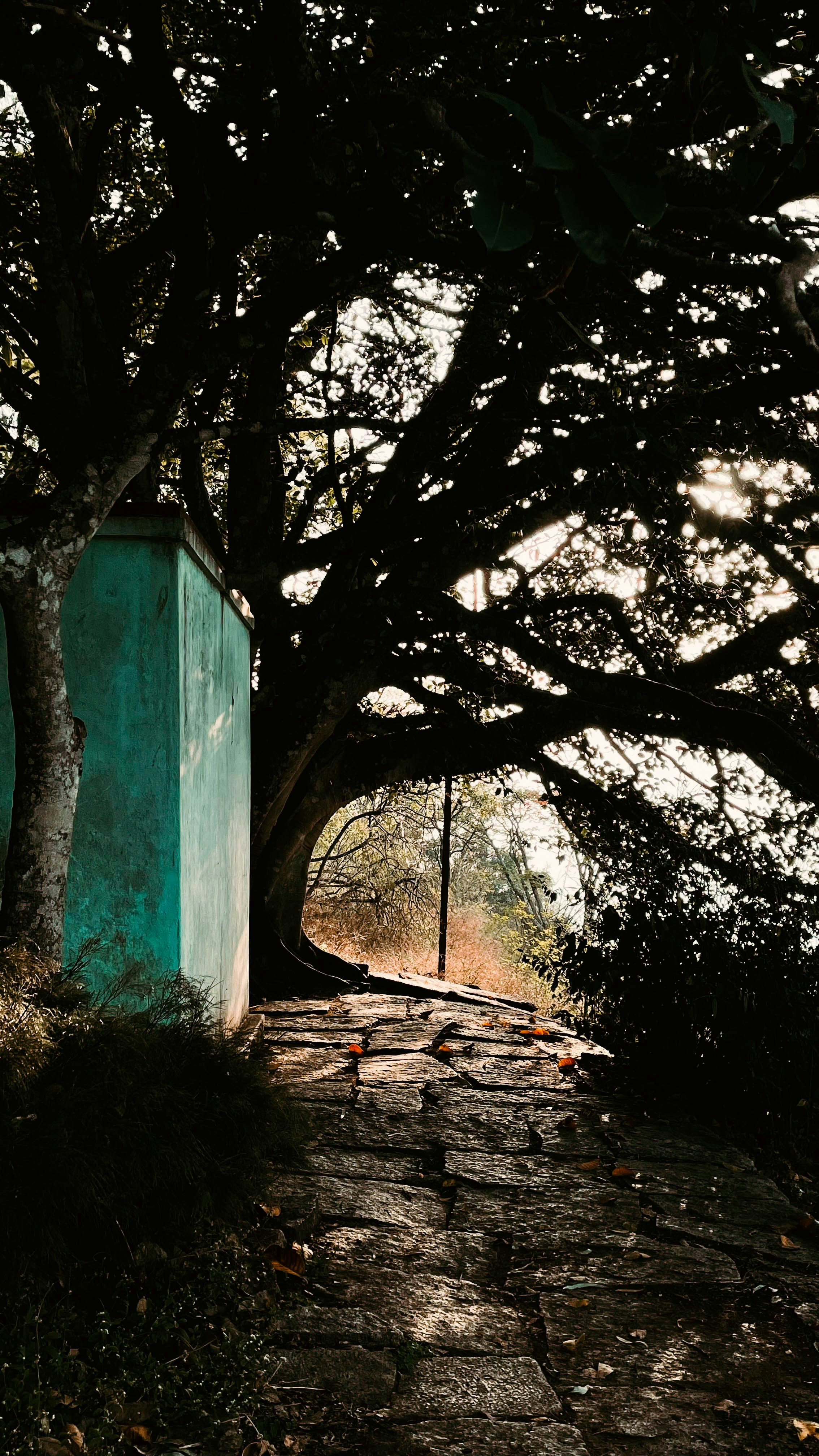 Teal Shelter at the Canopy's Edge: A Stone Path to Distant Light