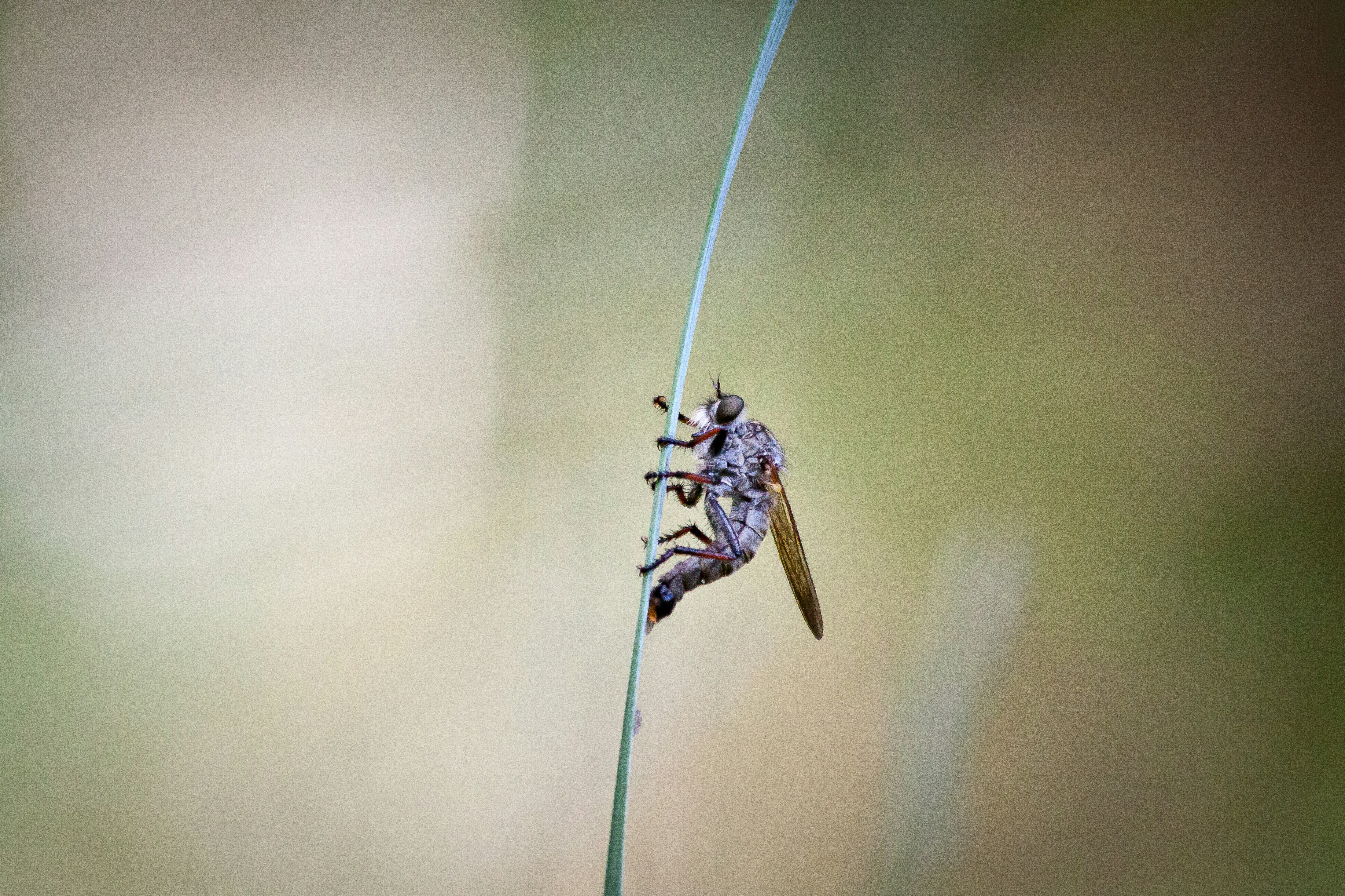 A close-up of a fly perched on a slender blade of grass, showcasing intricate details of its body and delicate wings against a blurred background.