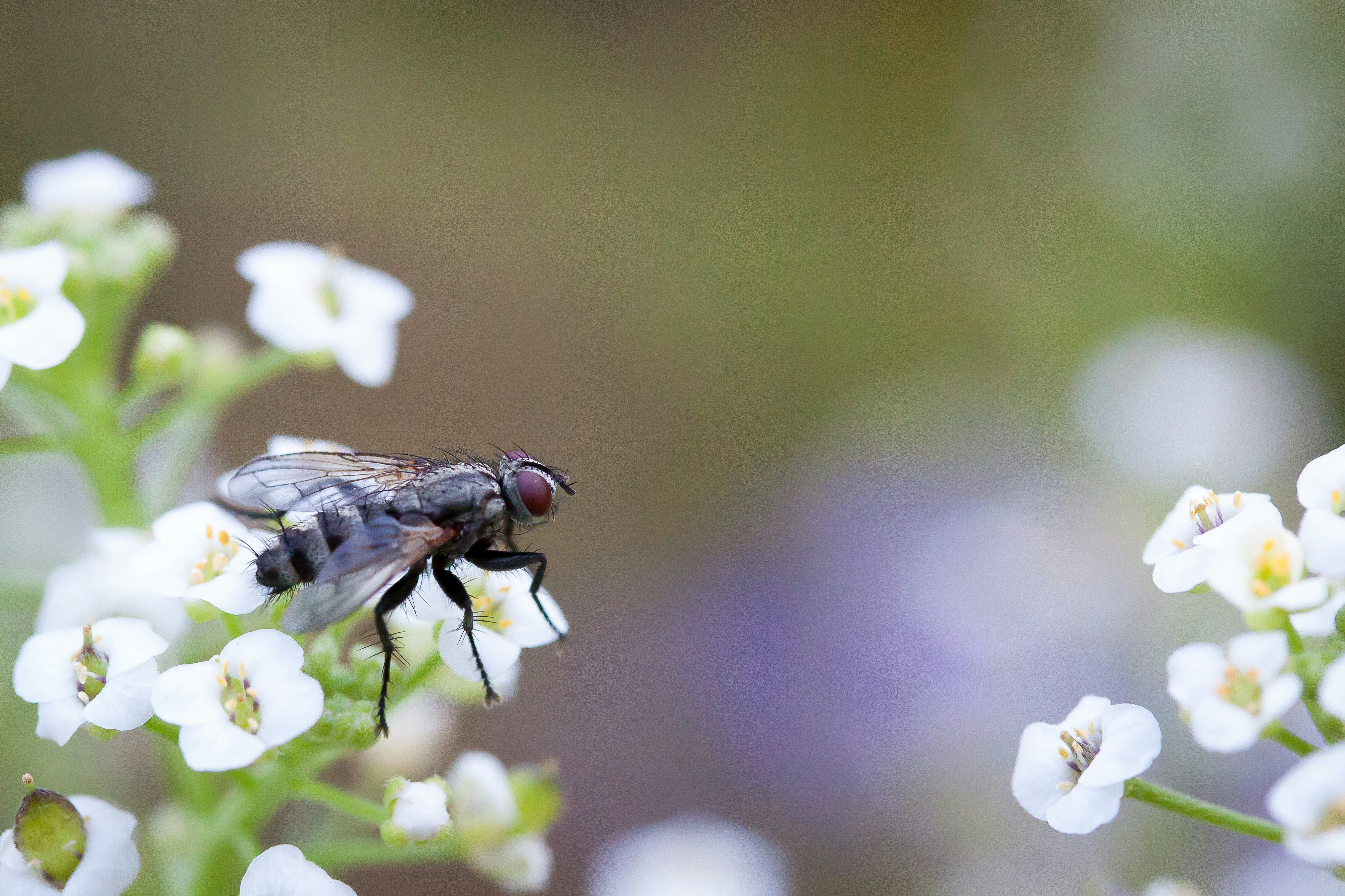 Hoverfly on Snowwhite Blooms: A Macro Portrait in Soft Focus