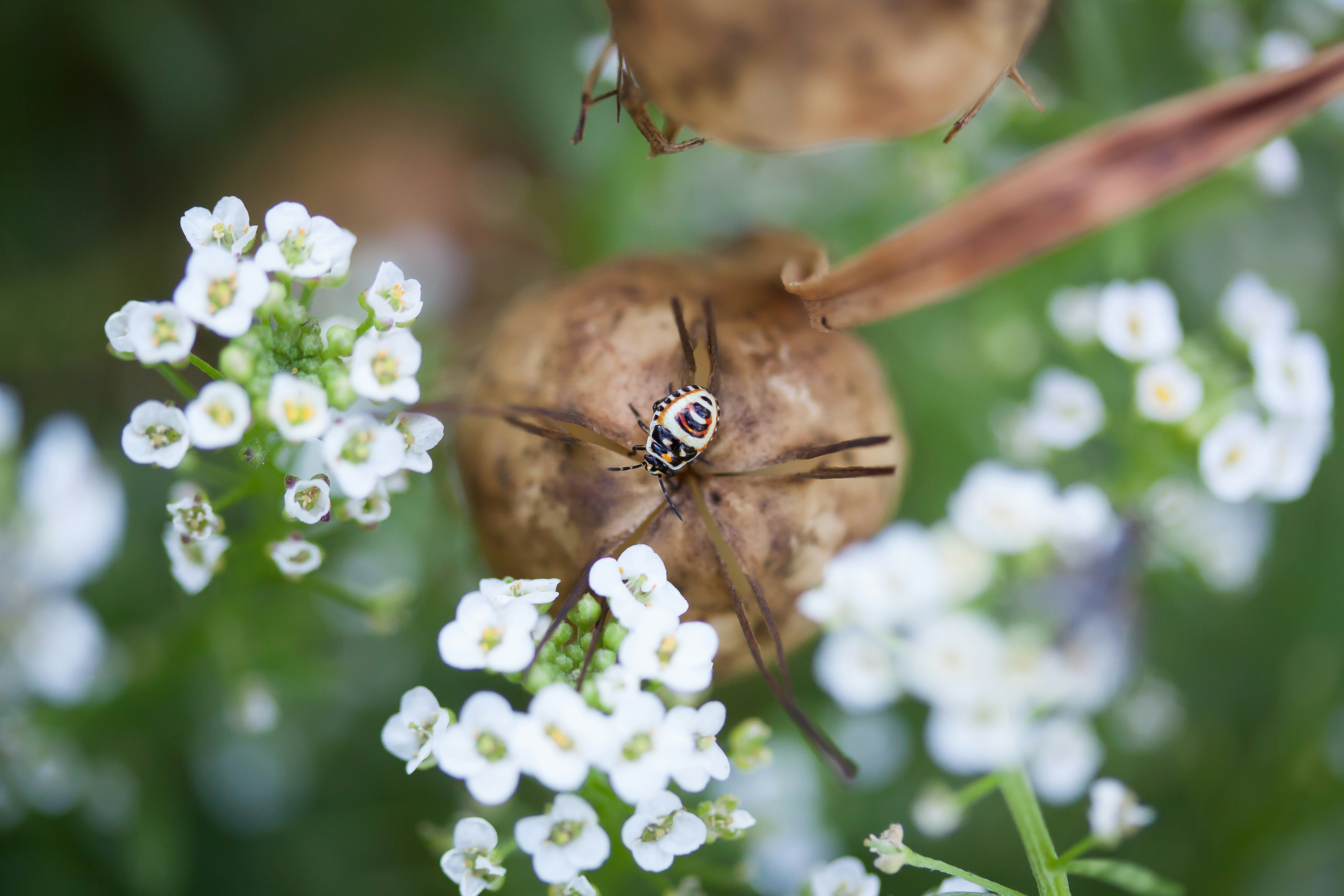 Center Stage: Jumping Spider on a Seed Pod Framed by White Blooms