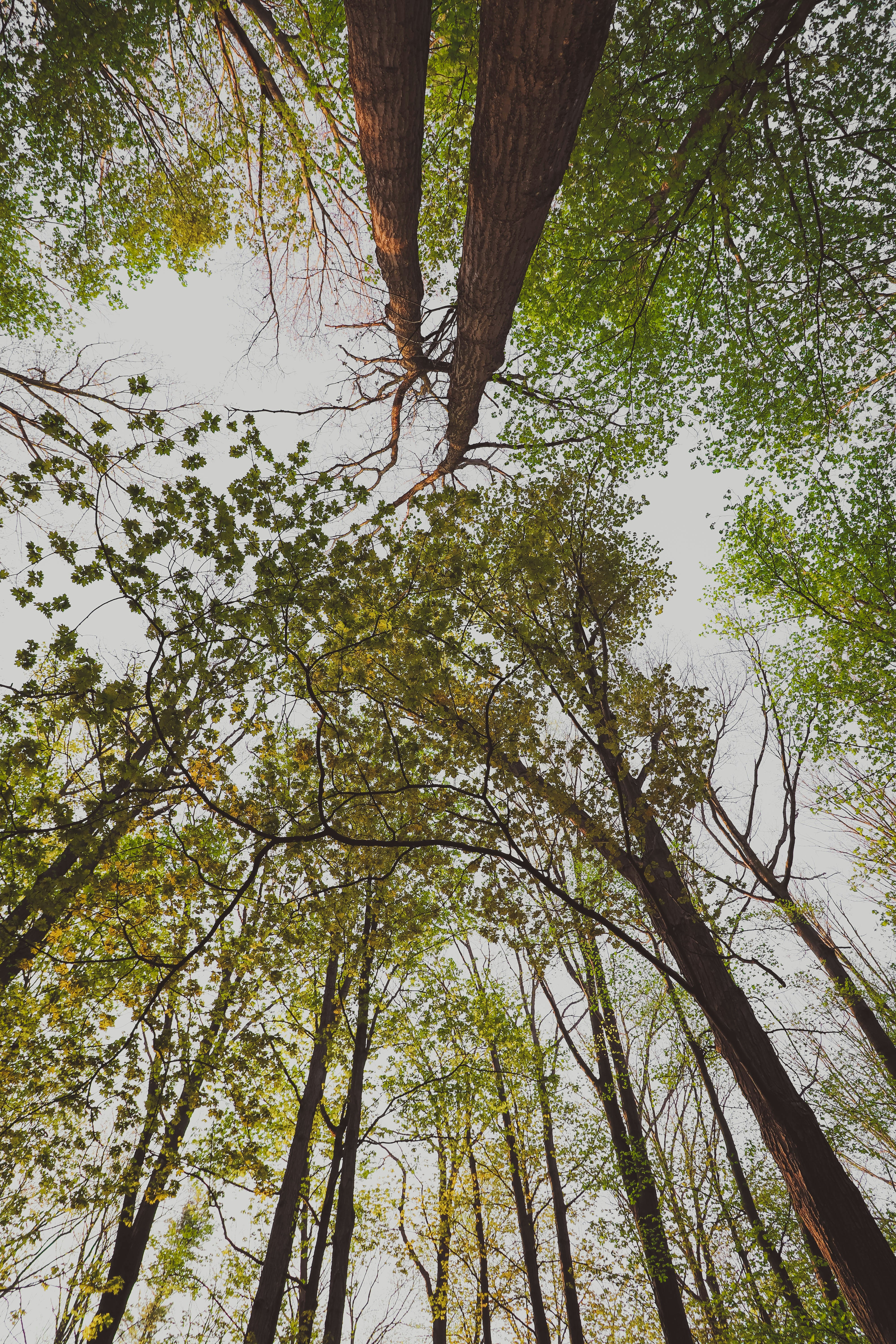 Regarder la cime des grands arbres dans une forêt photo – Image ...