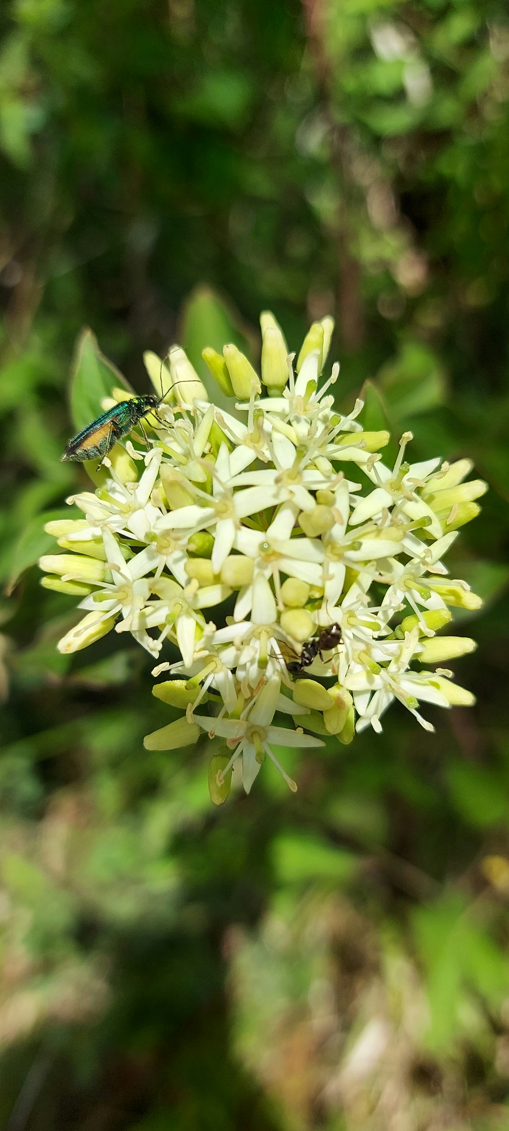 Close-up of a flower cluster with a metallic green insect and an ant, showcasing the intricate details of nature's small creatures.