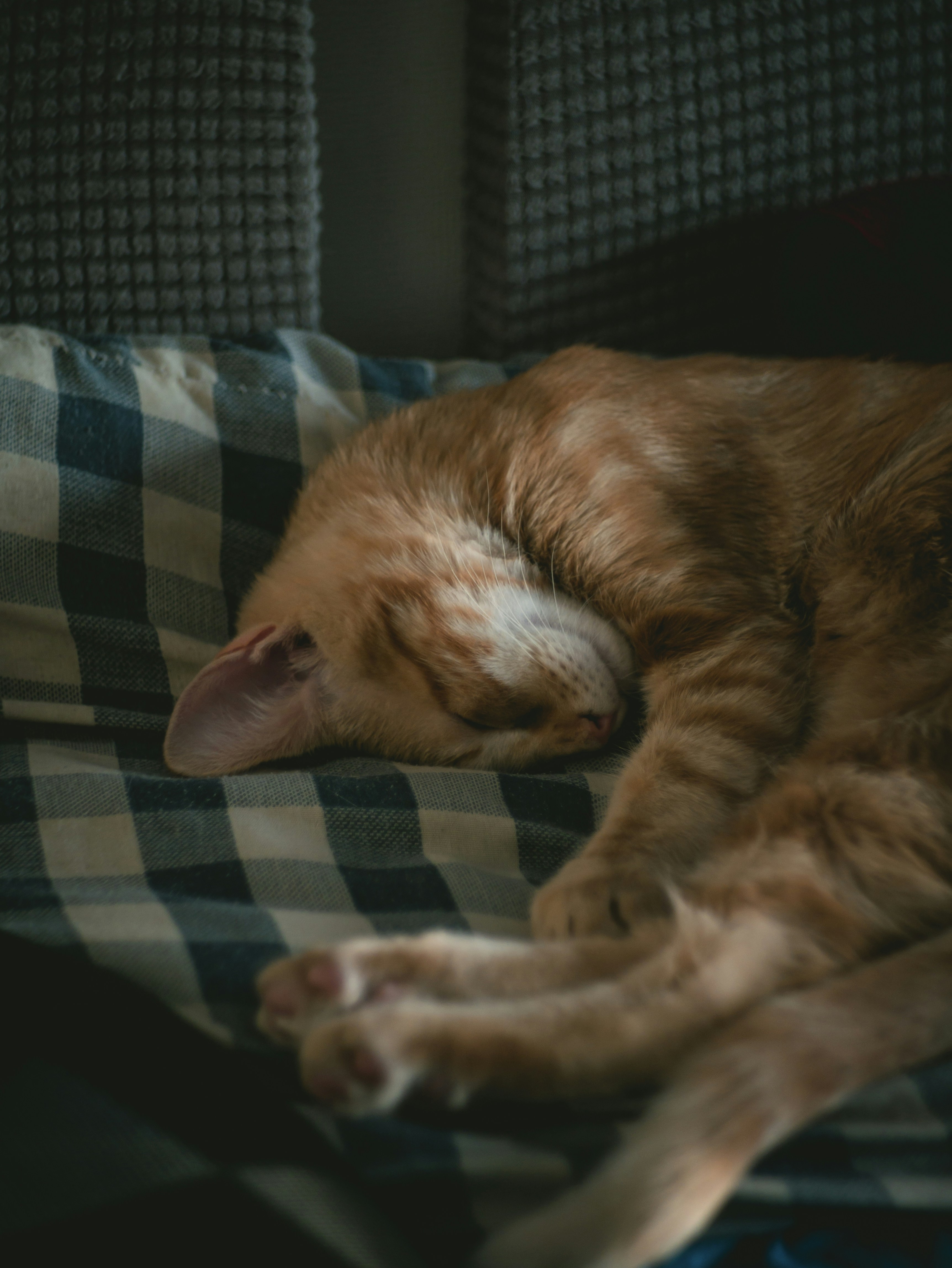 Un chat orange et blanc dormant sur un canapé photo – Image gratuite de ...