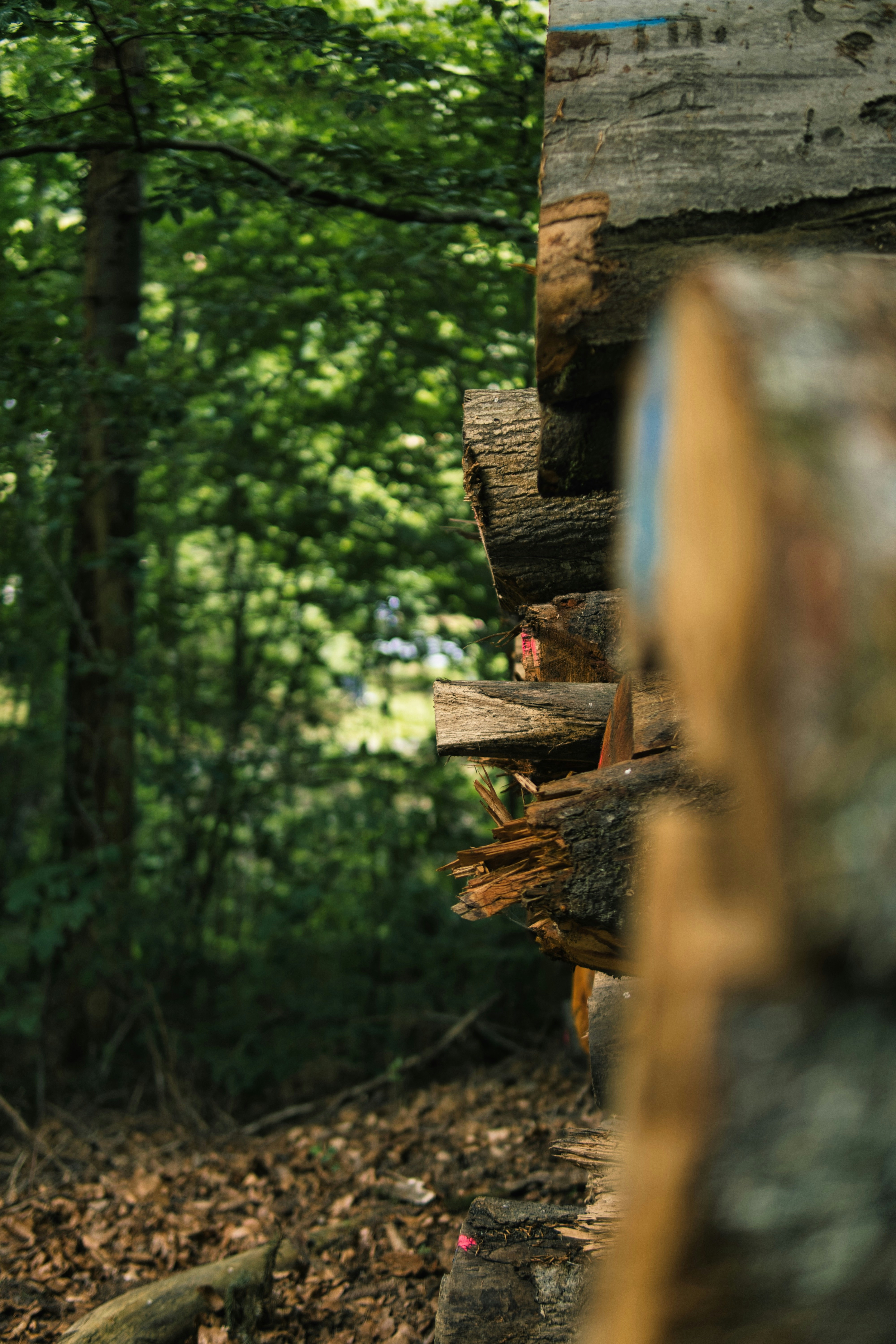 Edge of the Stack: Weathered Timber in a Quiet Green Forest