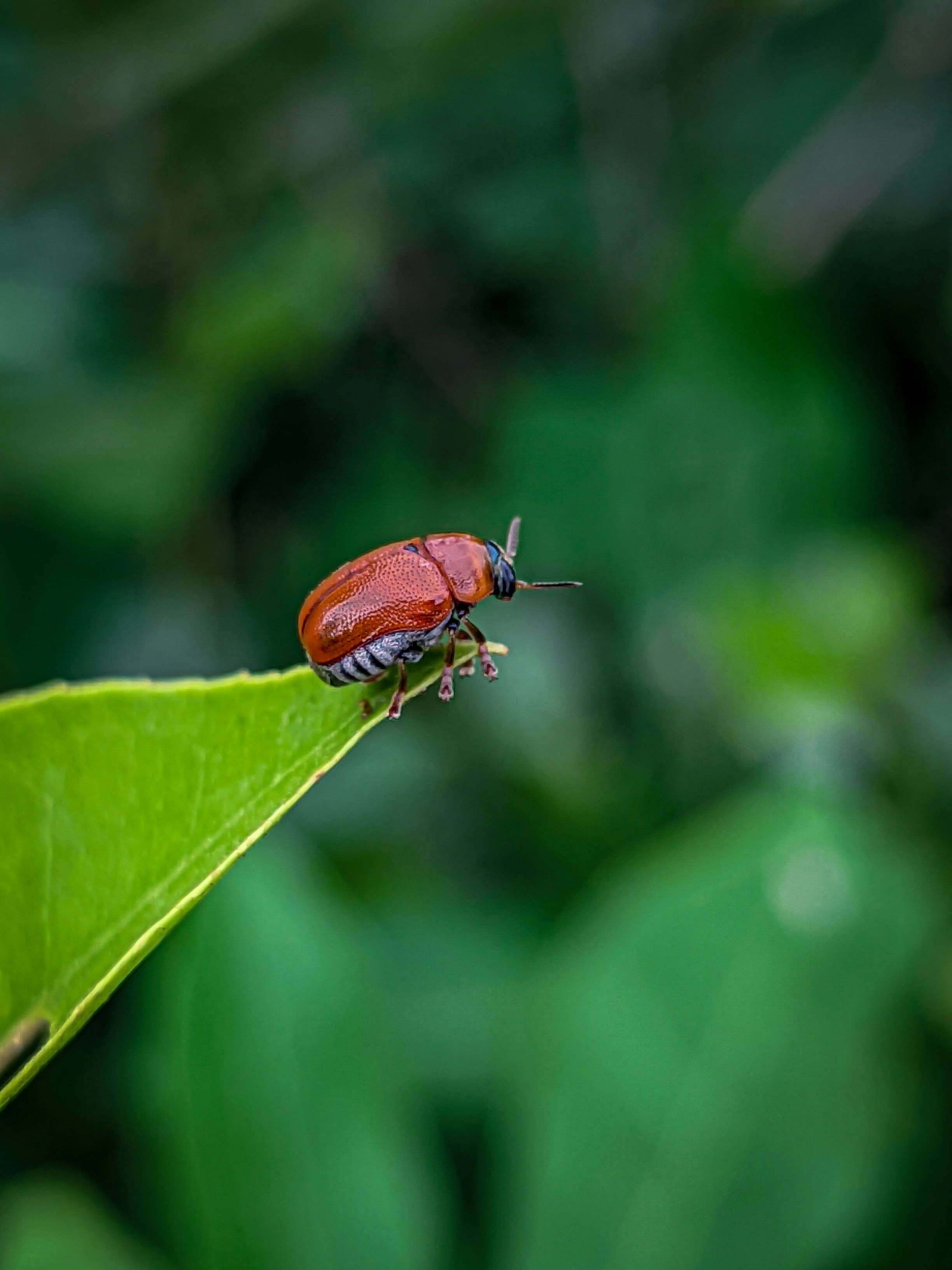 A vibrant beetle perched on the edge of a green leaf, showcasing intricate details against a blurred background of foliage.