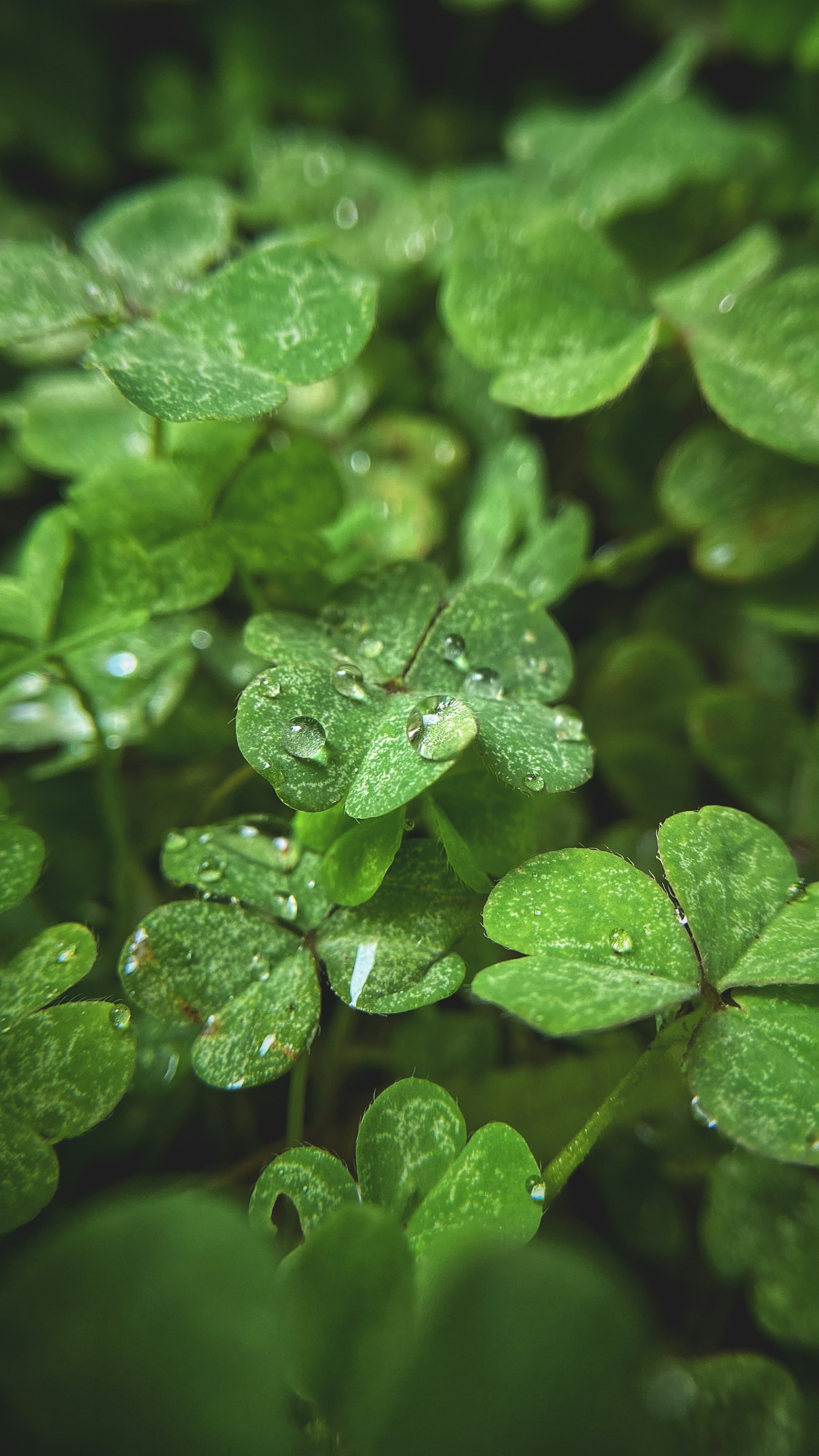 Four Leaf Clover Pictures | Download Free Images on Unsplash