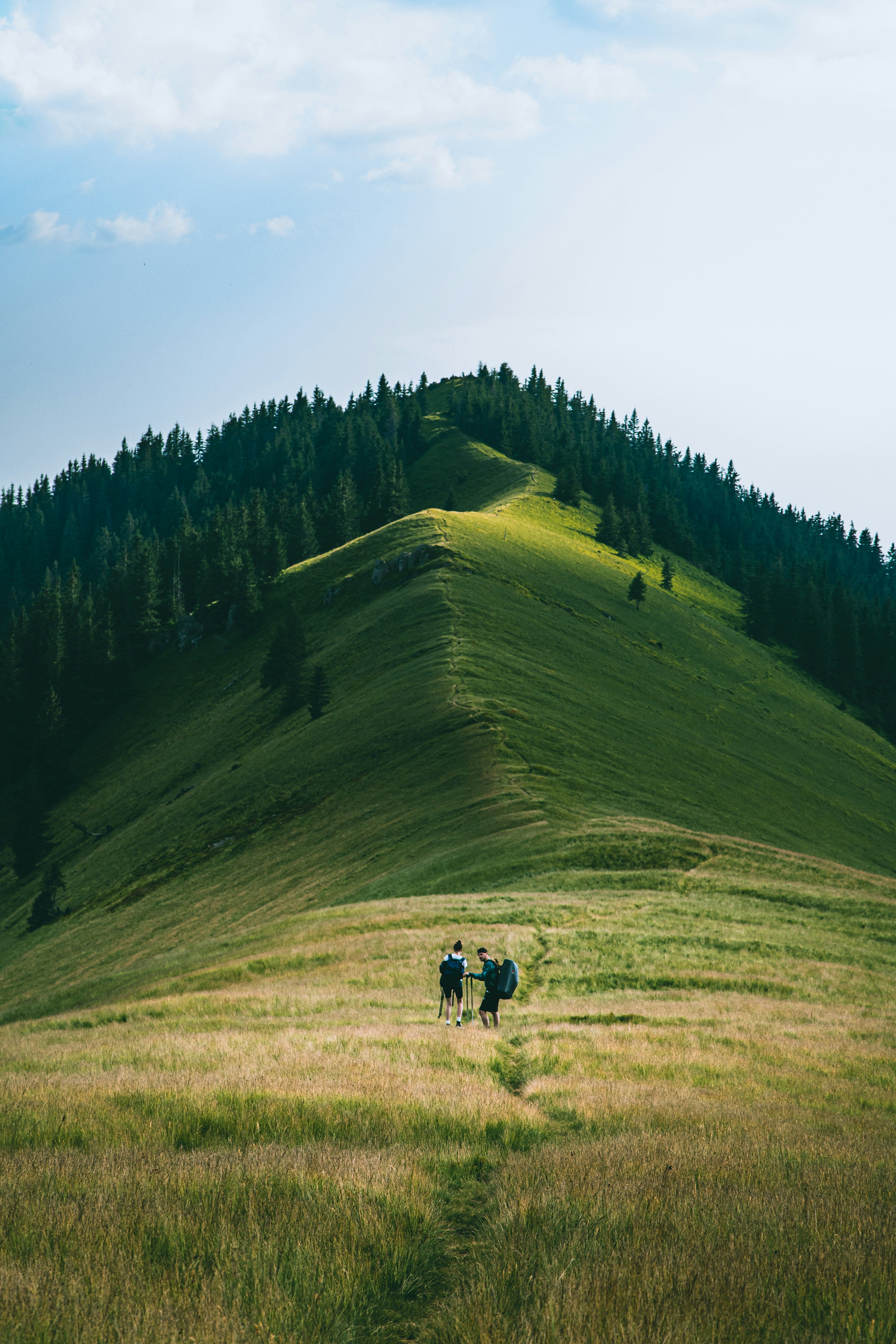 a couple of cows standing on top of a lush green hillside