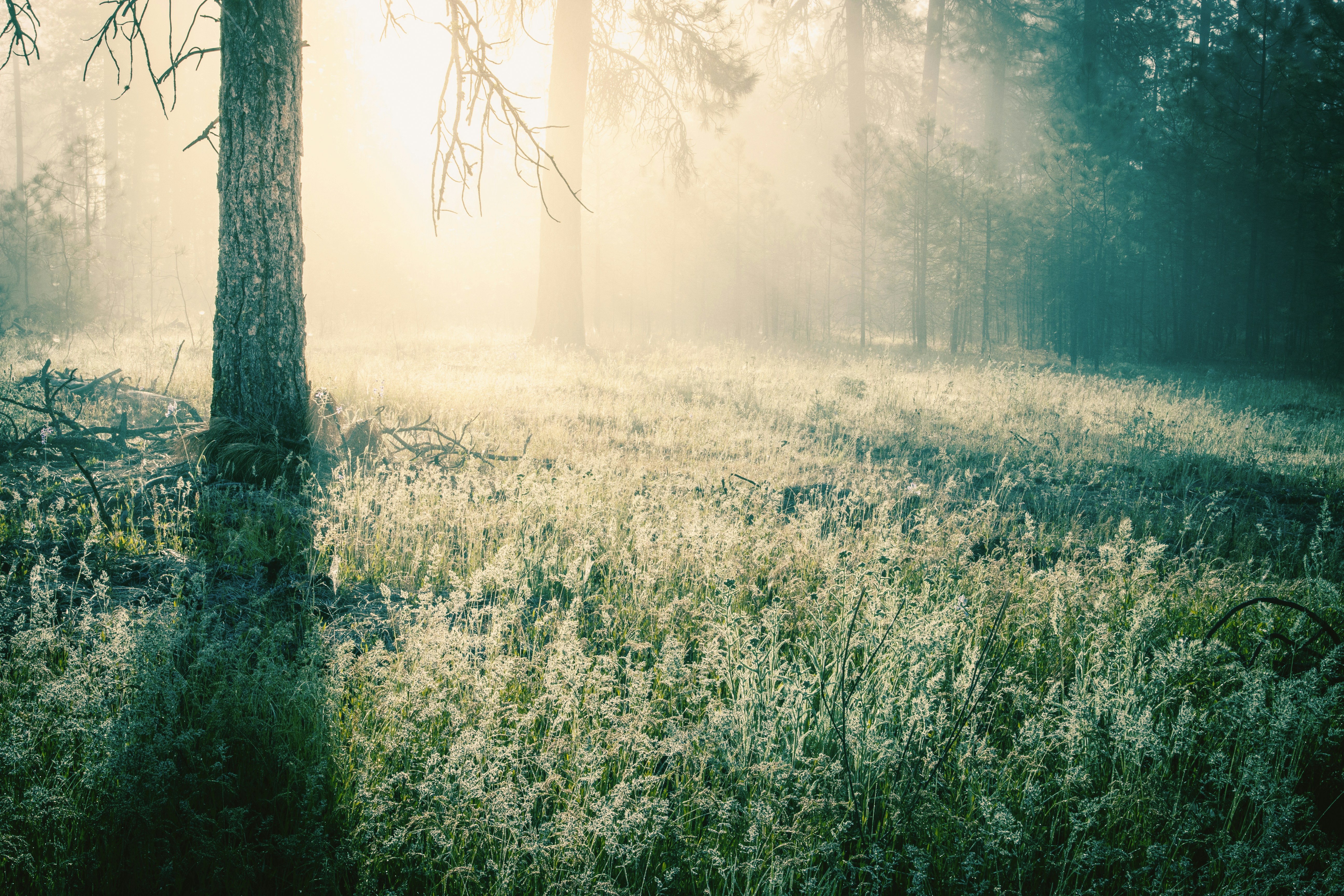 Foggy Forest Tumblr Background