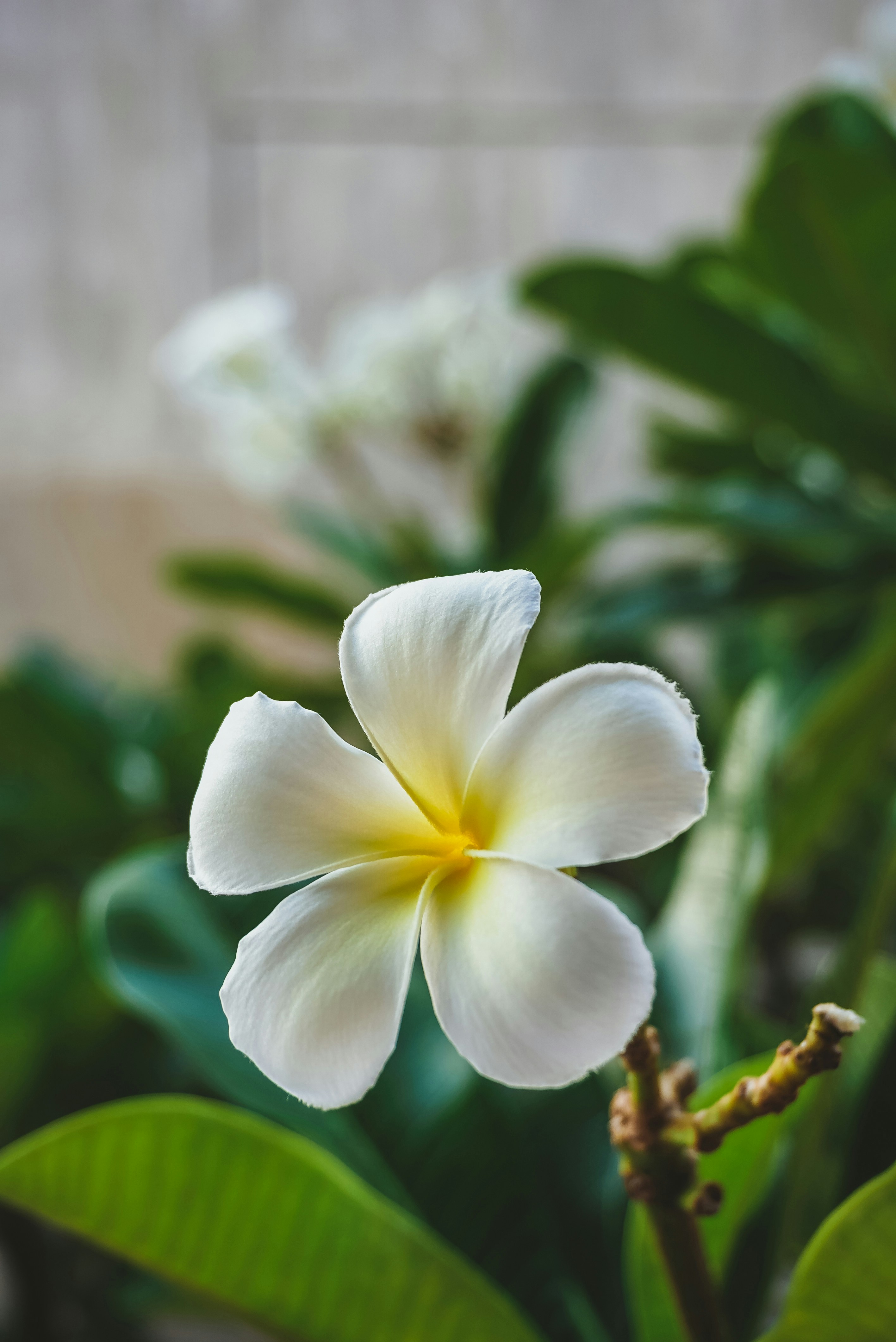 Closeup of a plumeria bush on the grounds of our resort.