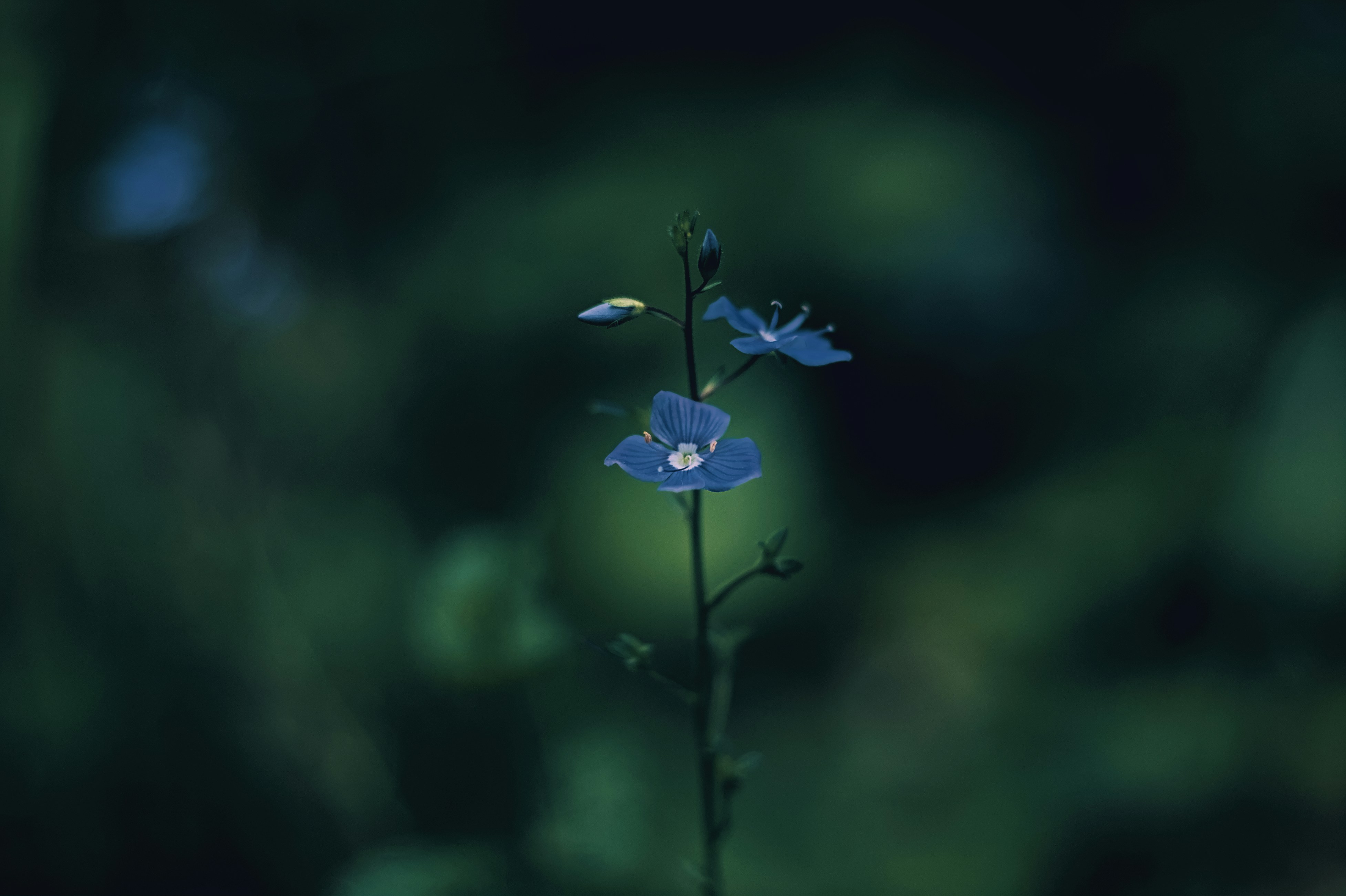 A Quiet Bloom Reaching Through the Green Veil