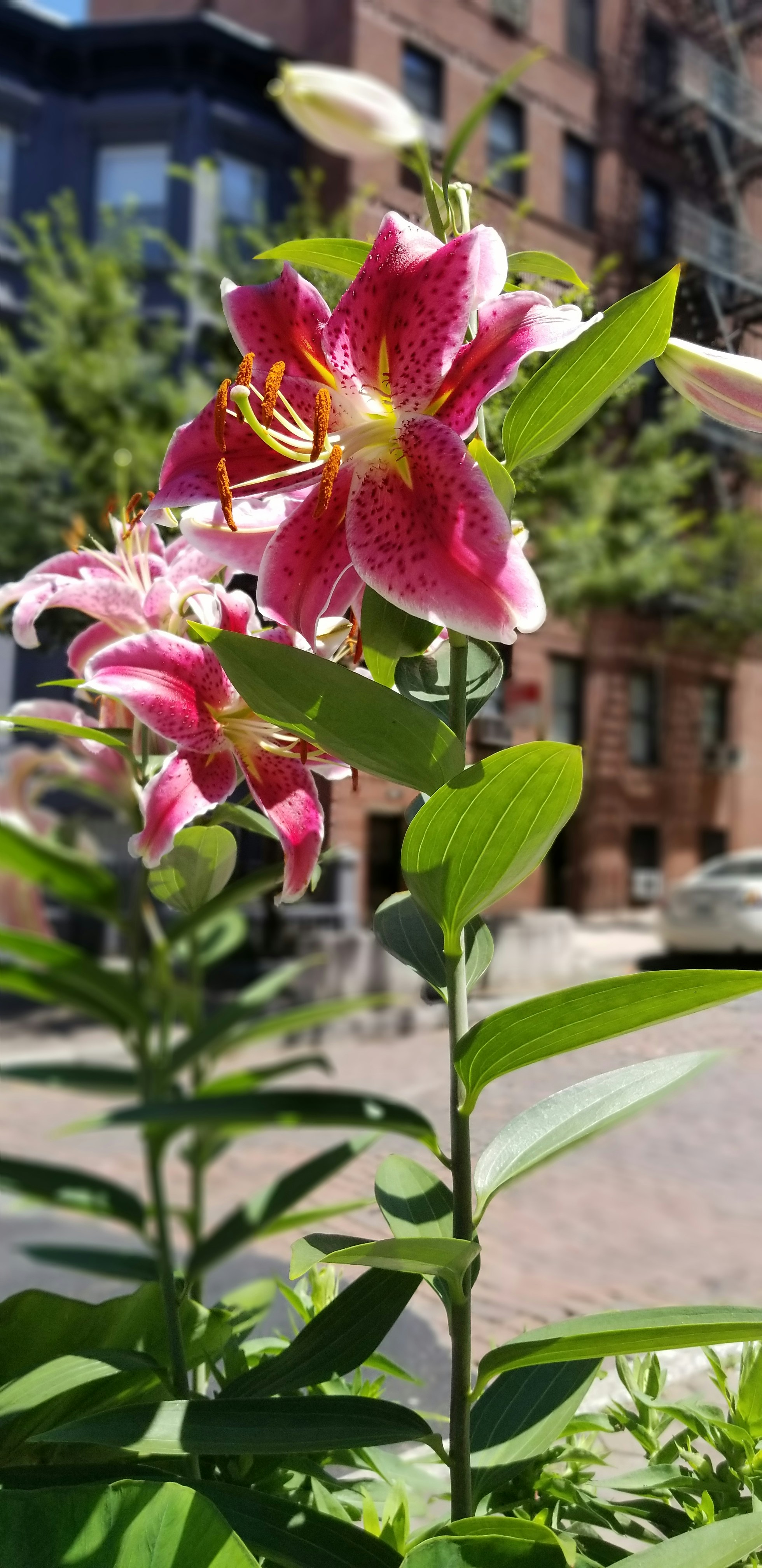 Vibrant pink lilies bloom against a backdrop of urban architecture, showcasing nature's beauty in a city setting.