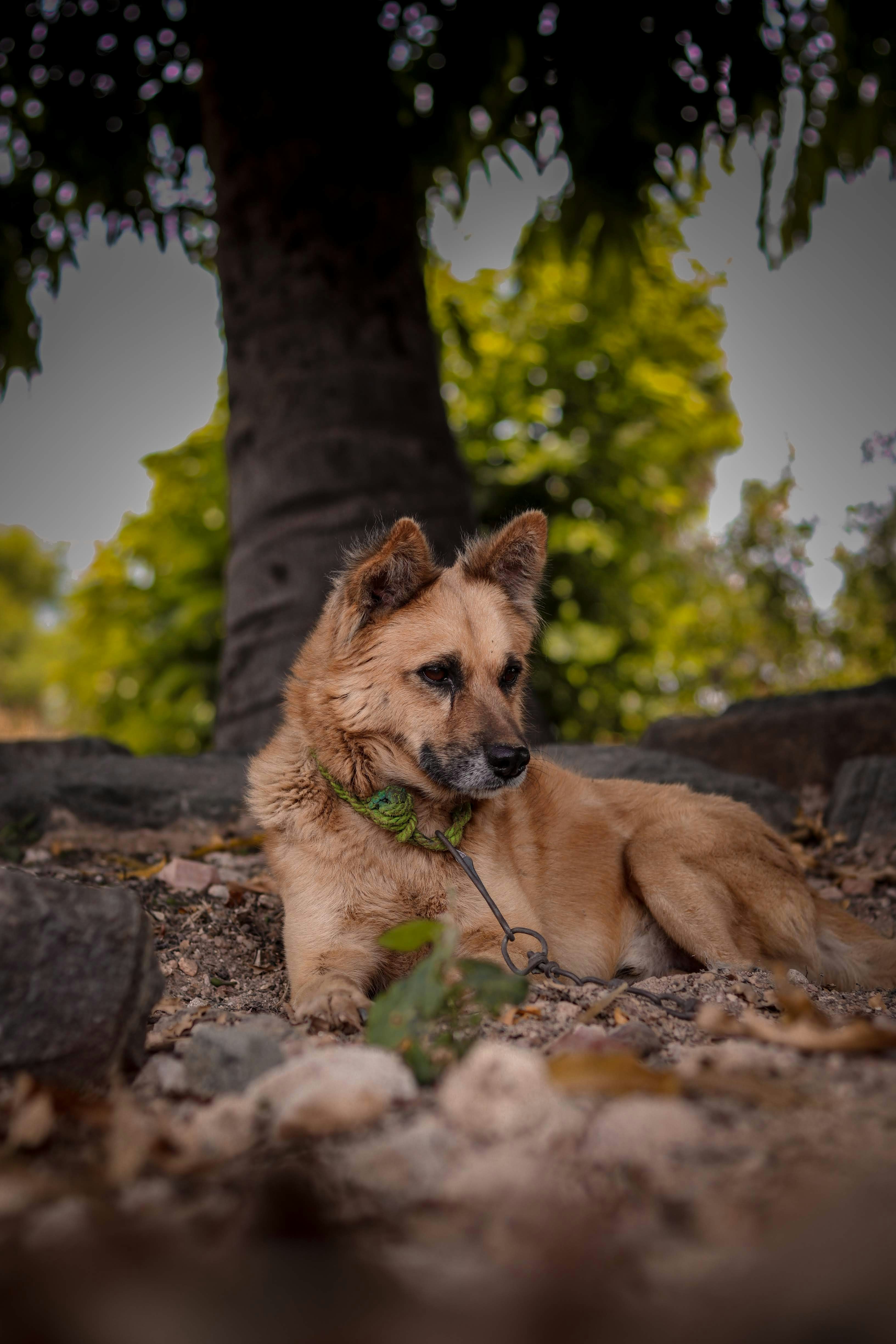 a dog laying on the ground next to a tree