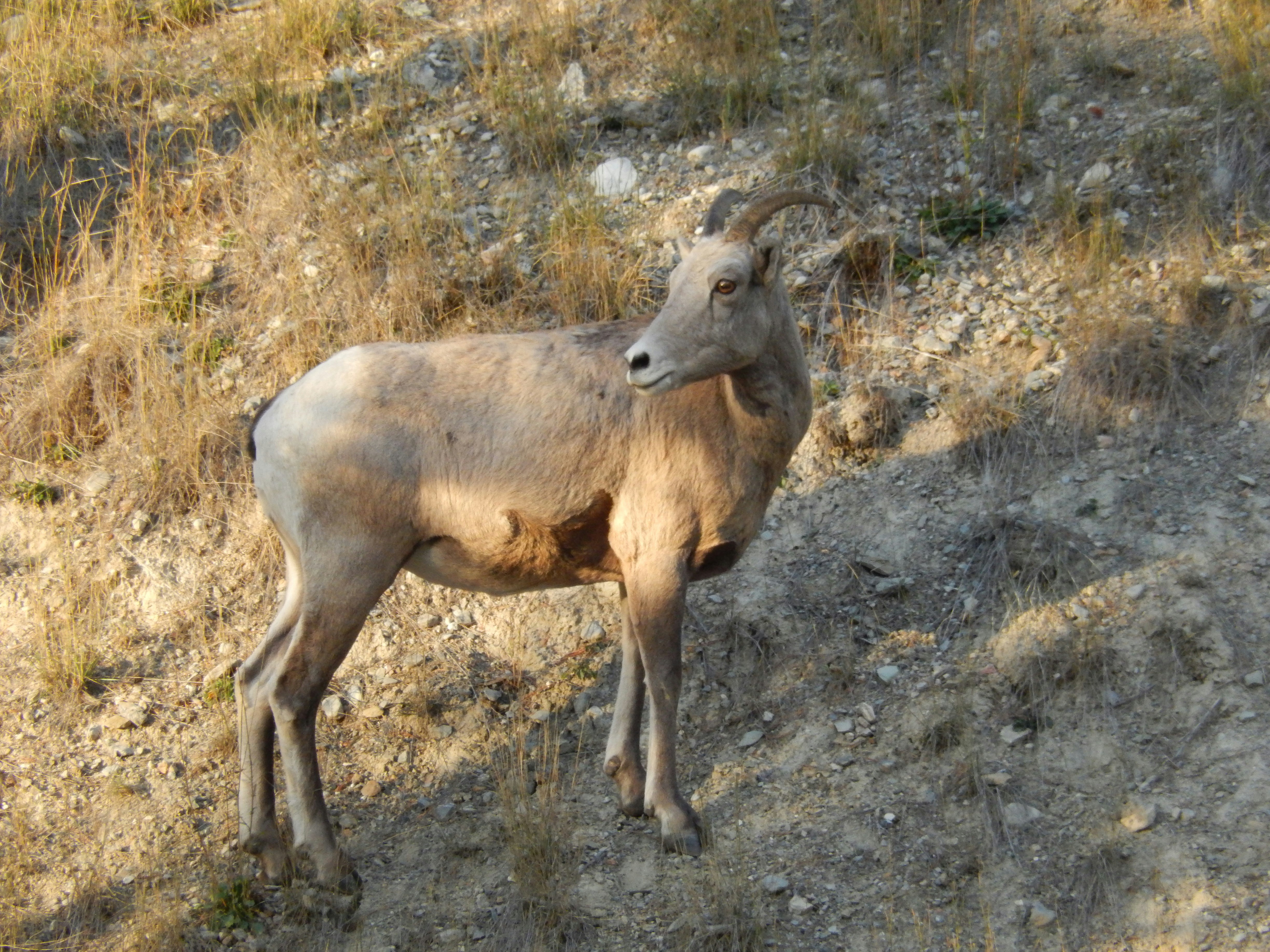 Foto Una cabra parada en una colina con hierba y malezas – Imagen Fauna ...