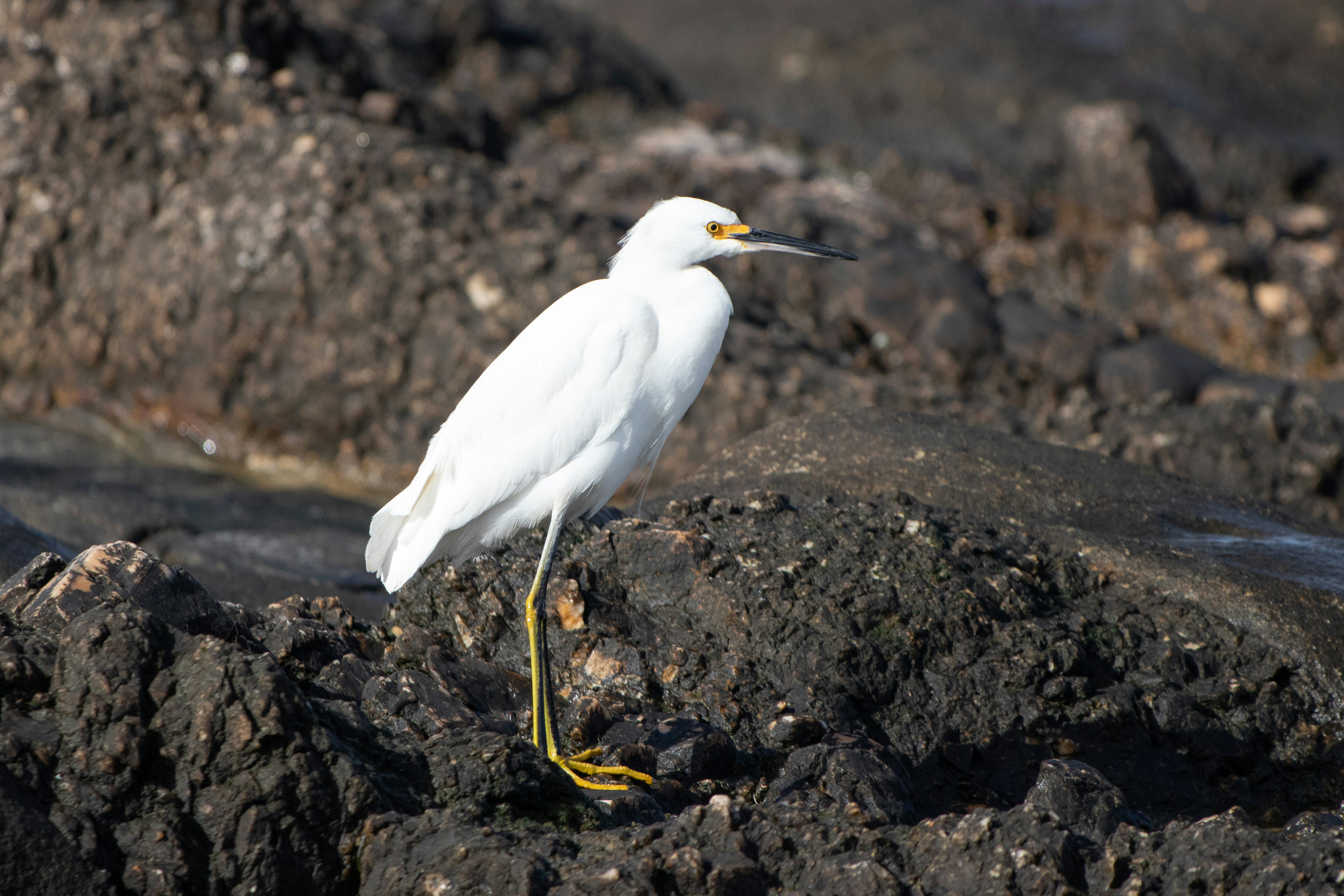 Silent Sentinel on Lava: A Snowy Egret Pauses on Black Rocks