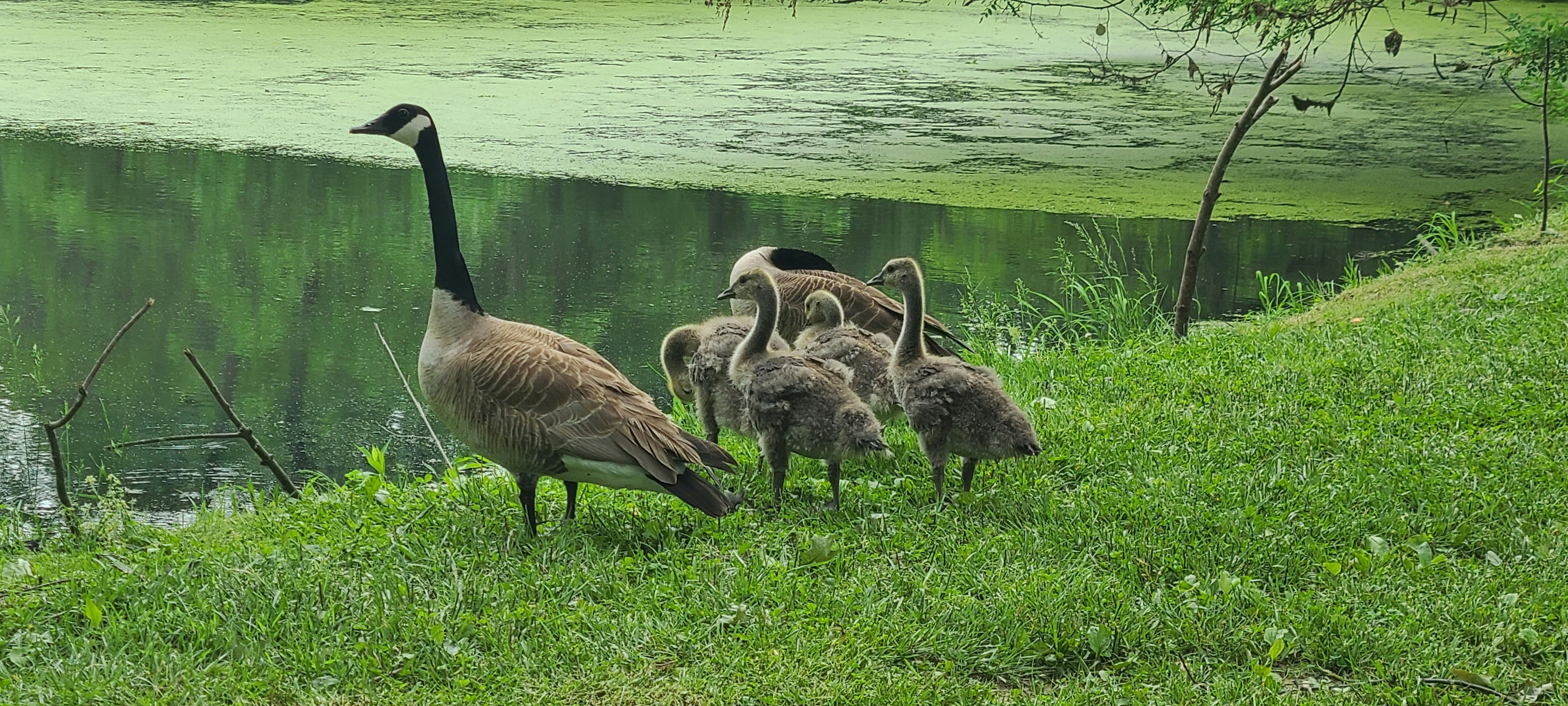 Canadian geese with goslings grazing on lush green grass beside a tranquil pond.