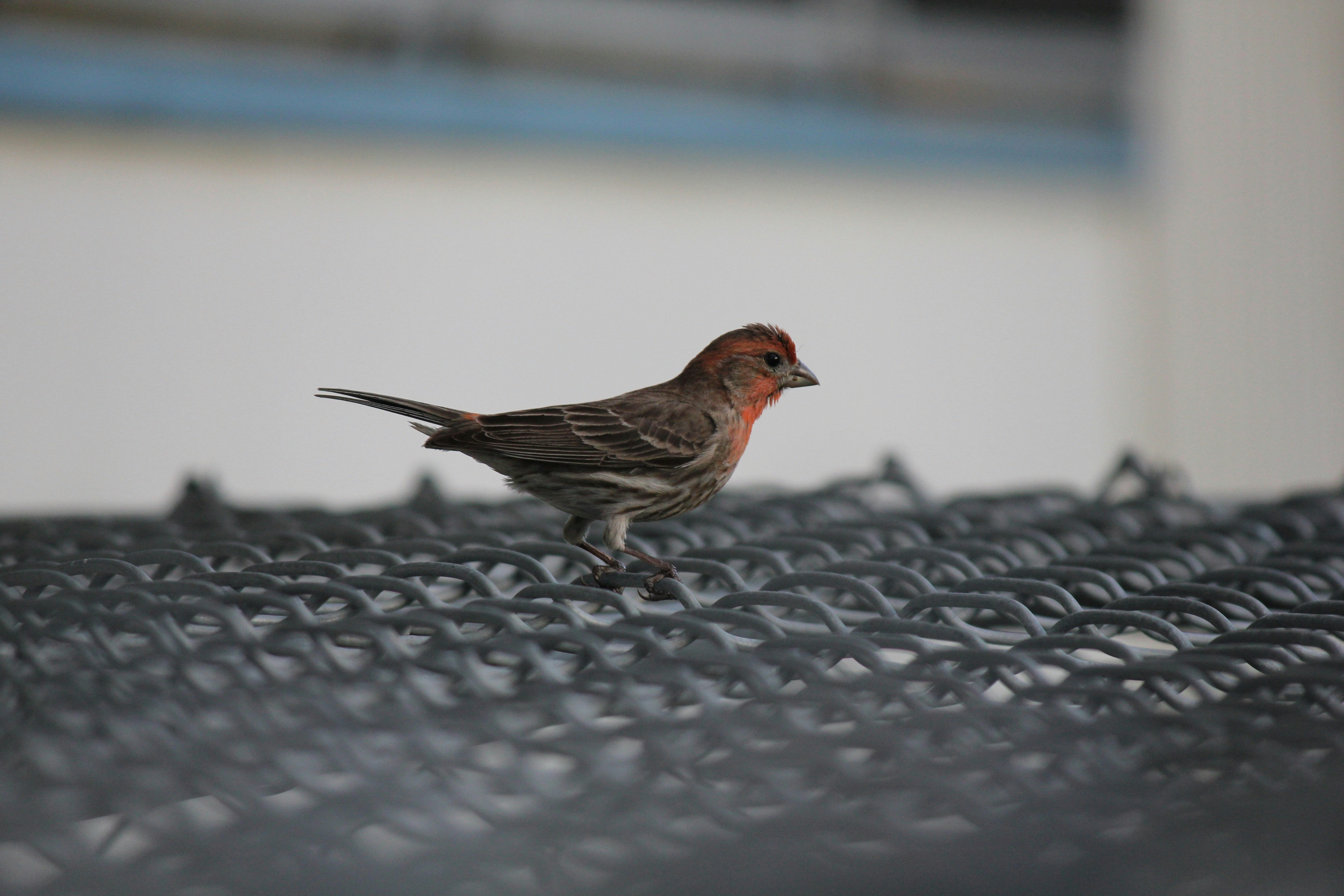 A finch standing on a wire mesh surface, showcasing its vibrant plumage against a soft background. The bird's pose captures a tranquil moment in nature.