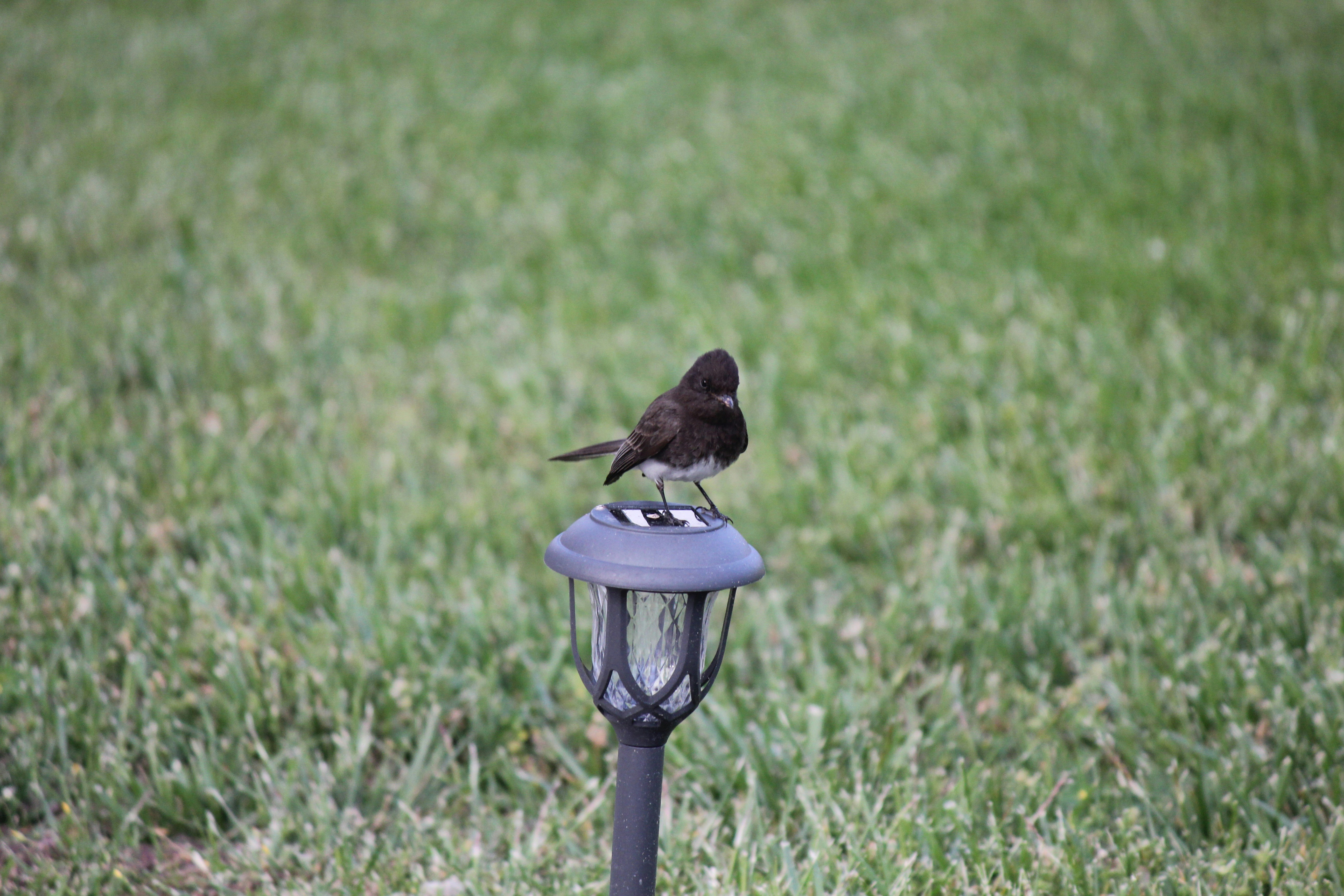 A black phoebe resting on a house light on a yard. 