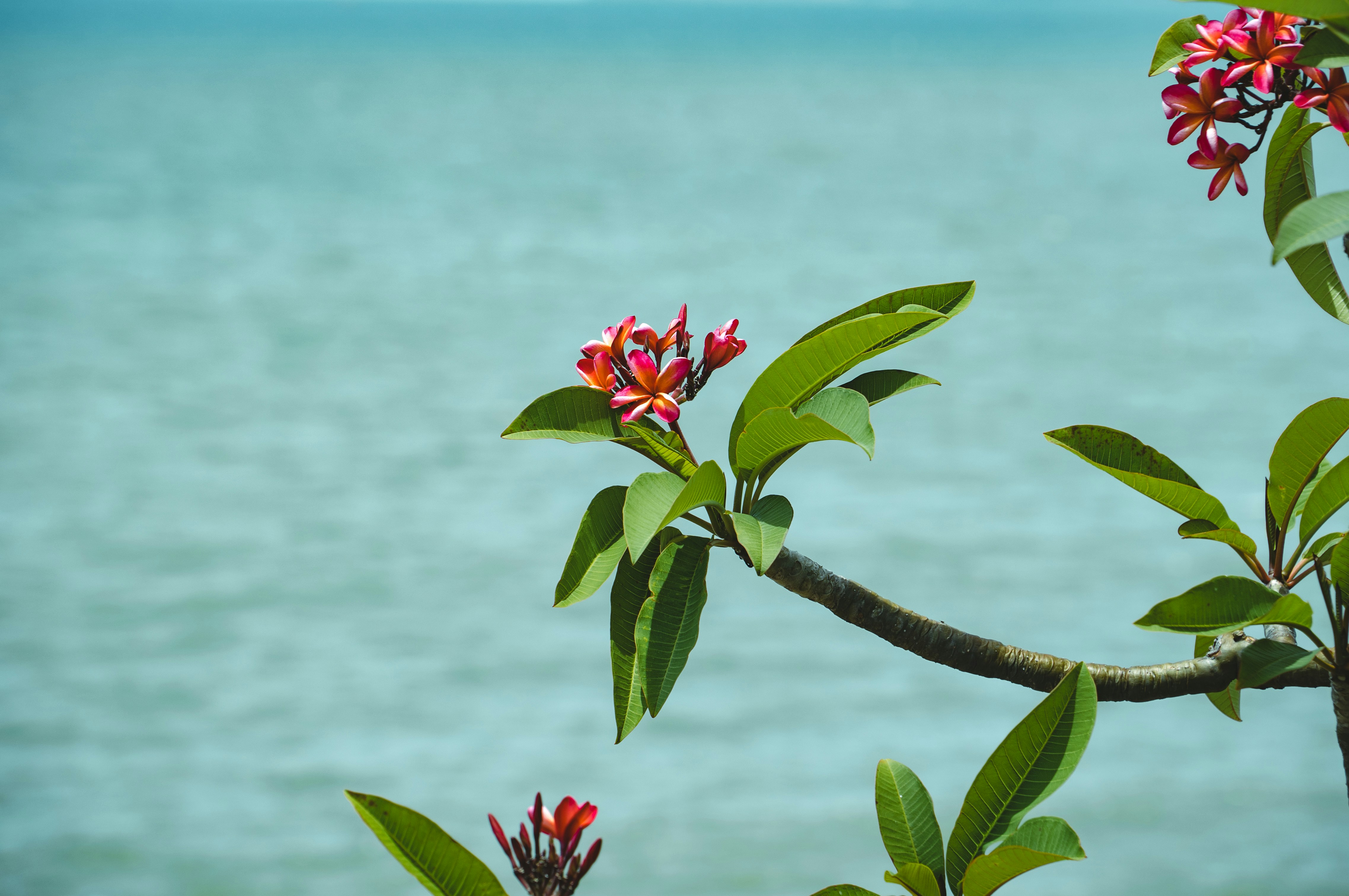 Vibrant plumeria flowers contrast against the tranquil sea, illustrating a moment of natural harmony.