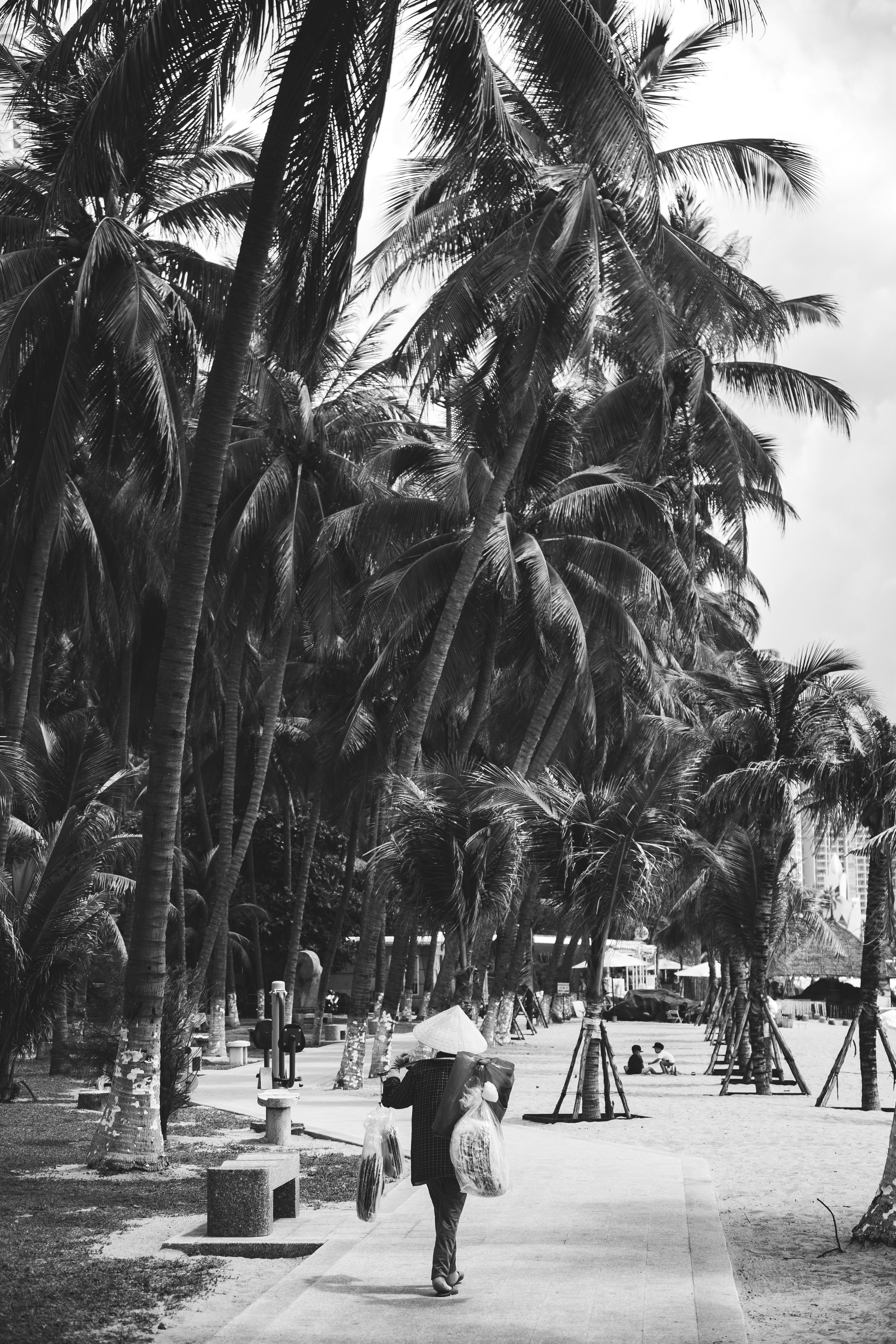 Palm-Shaded Promenade in Greyscale: A Quiet Coastal Stroll