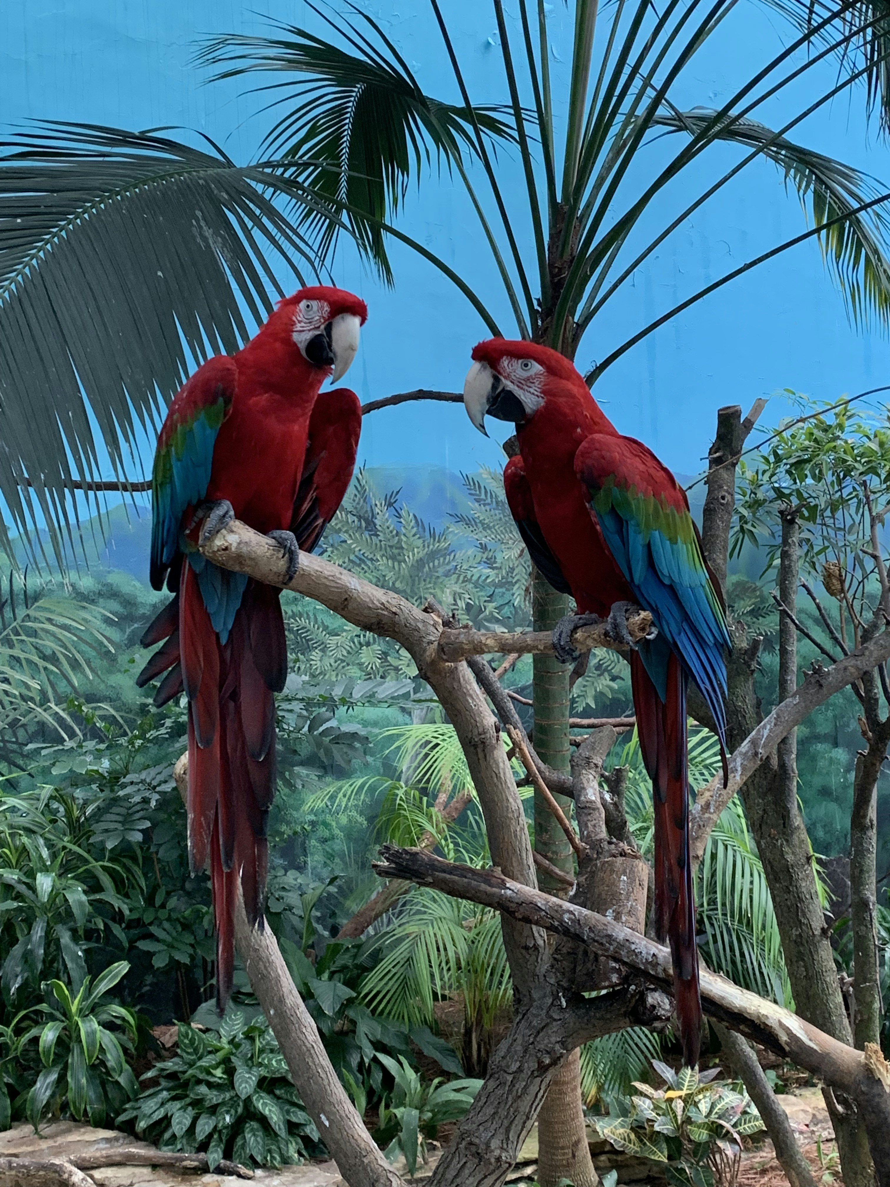two parrots sitting on a branch in a tropical setting