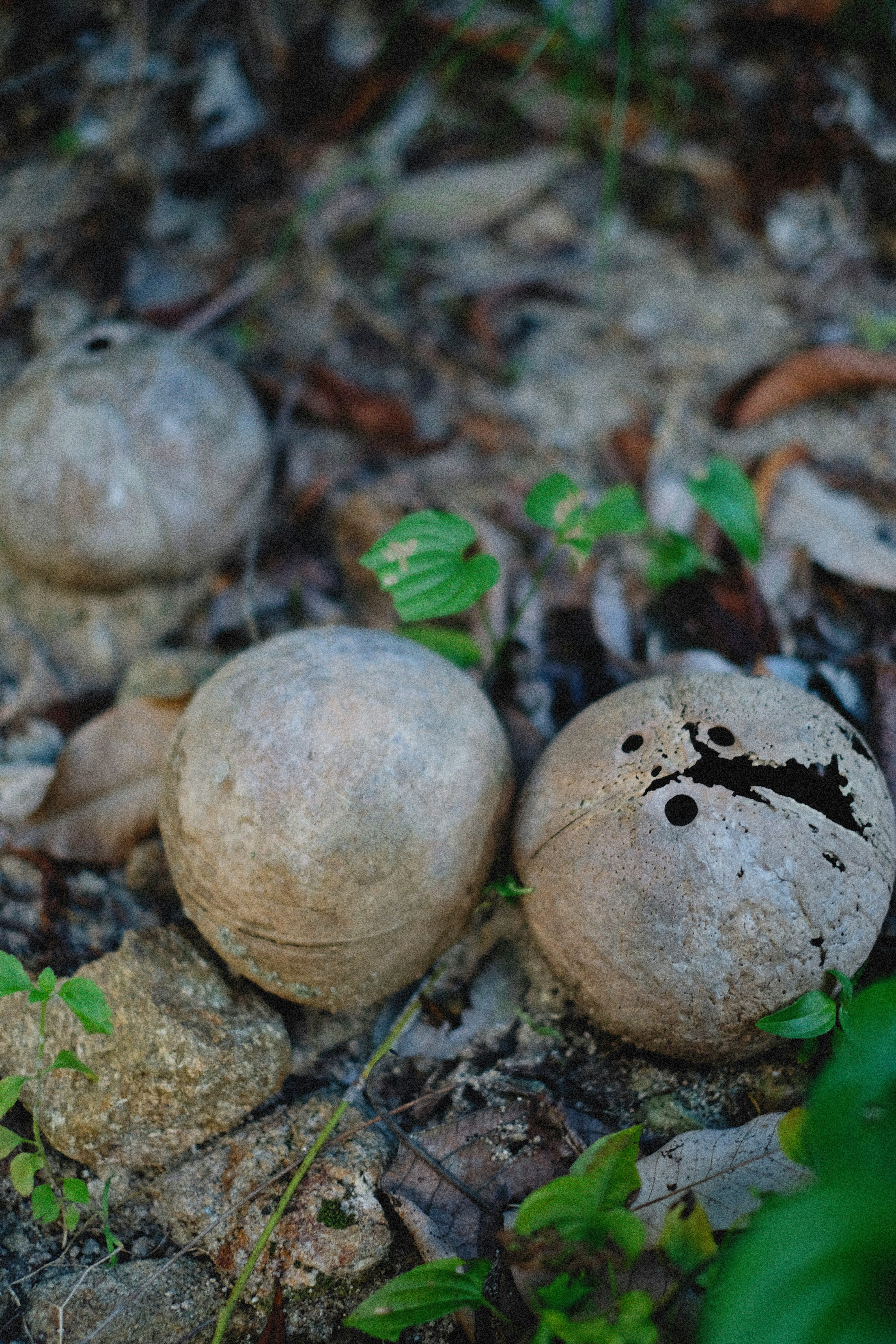 a group of rocks sitting on top of a forest floor