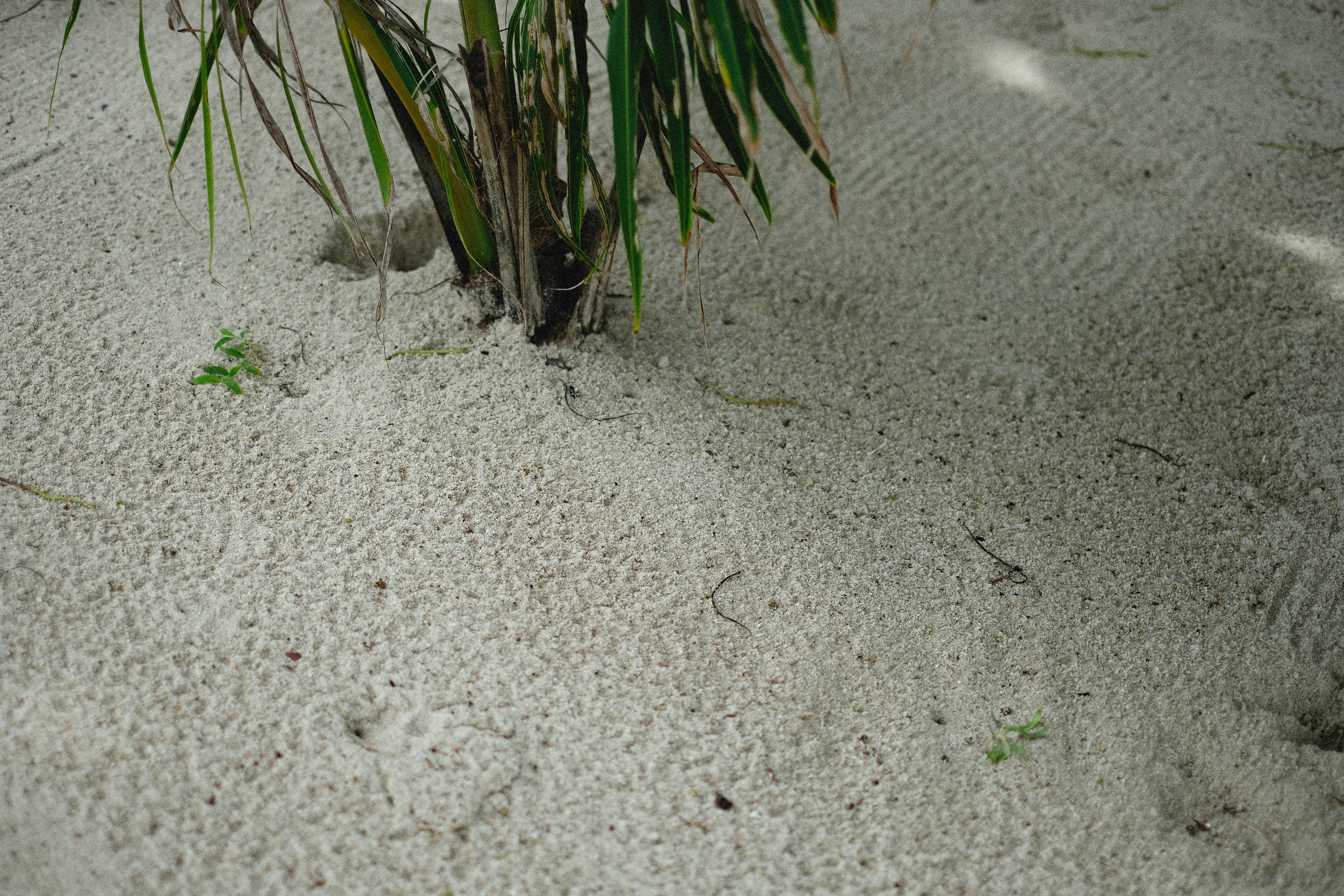 Anchor in the Dunes: Palm Roots Meet the Speckled Shore