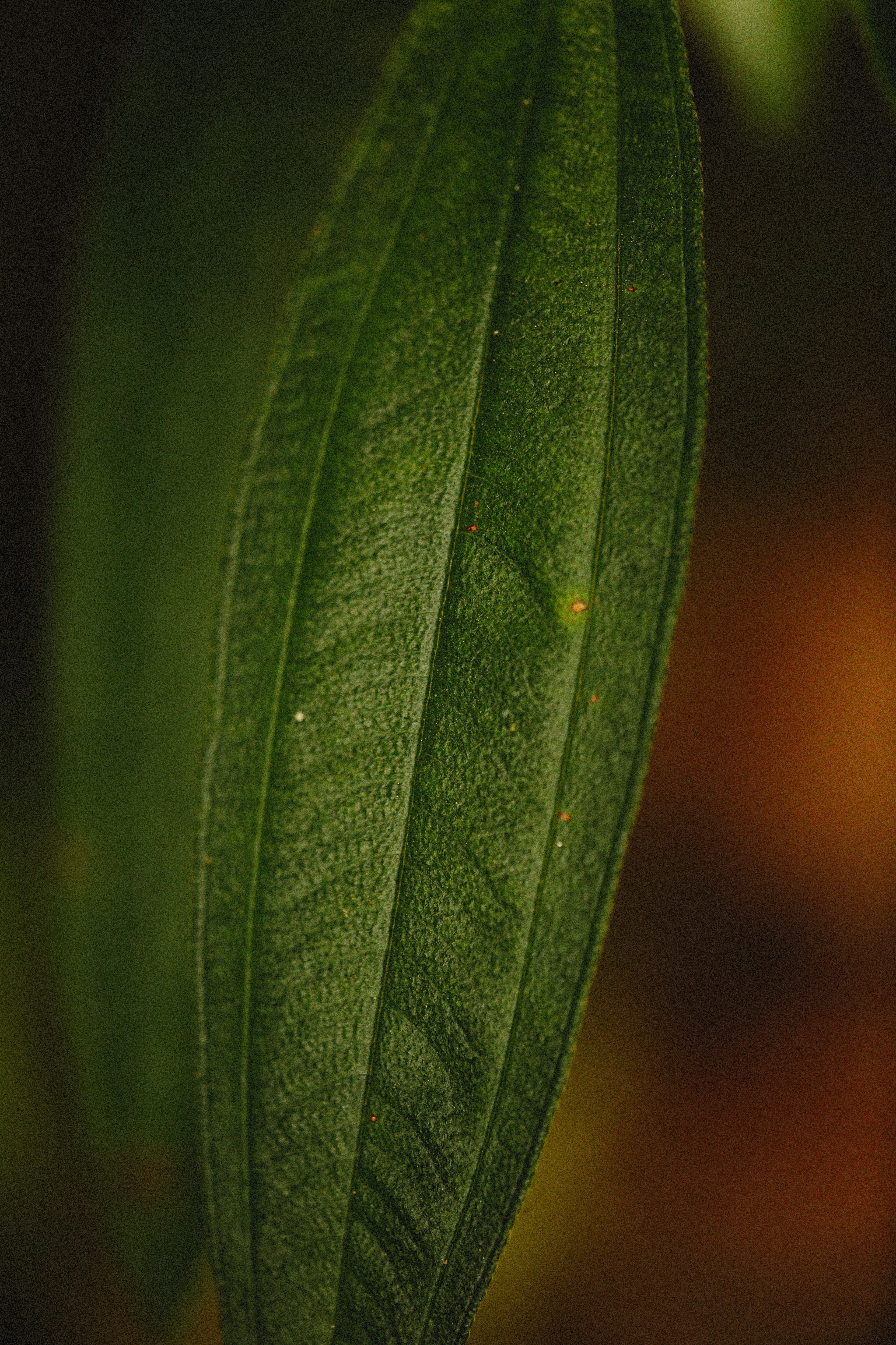 Vein Portrait: A Close-Up Study of a Green Leaf's Texture