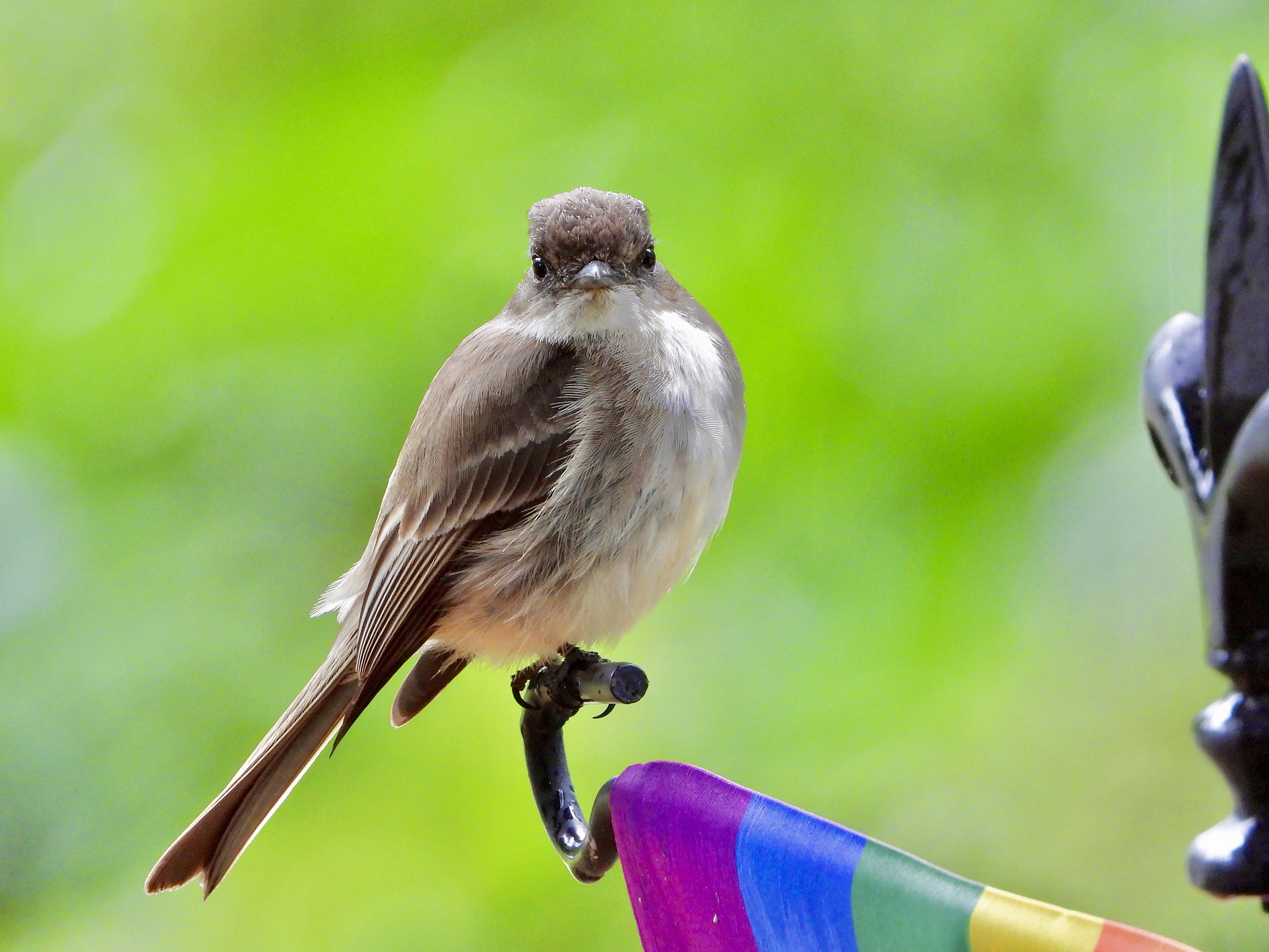 A small bird perched on top of a colorful object photo – Free Green ...