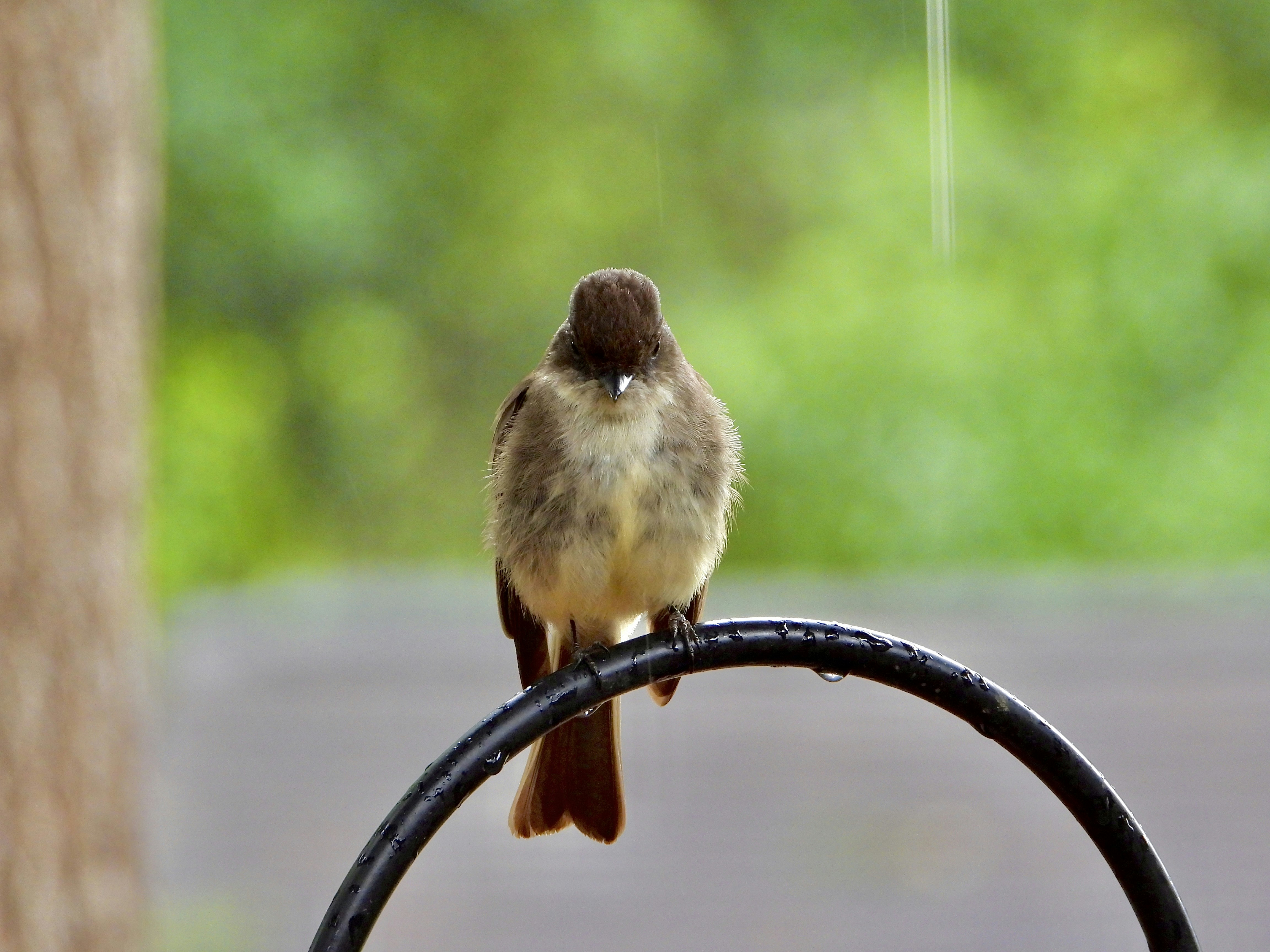 A small bird perched on a circular metal frame, surrounded by a soft, blurred green background, exuding a sense of calm and curiosity.