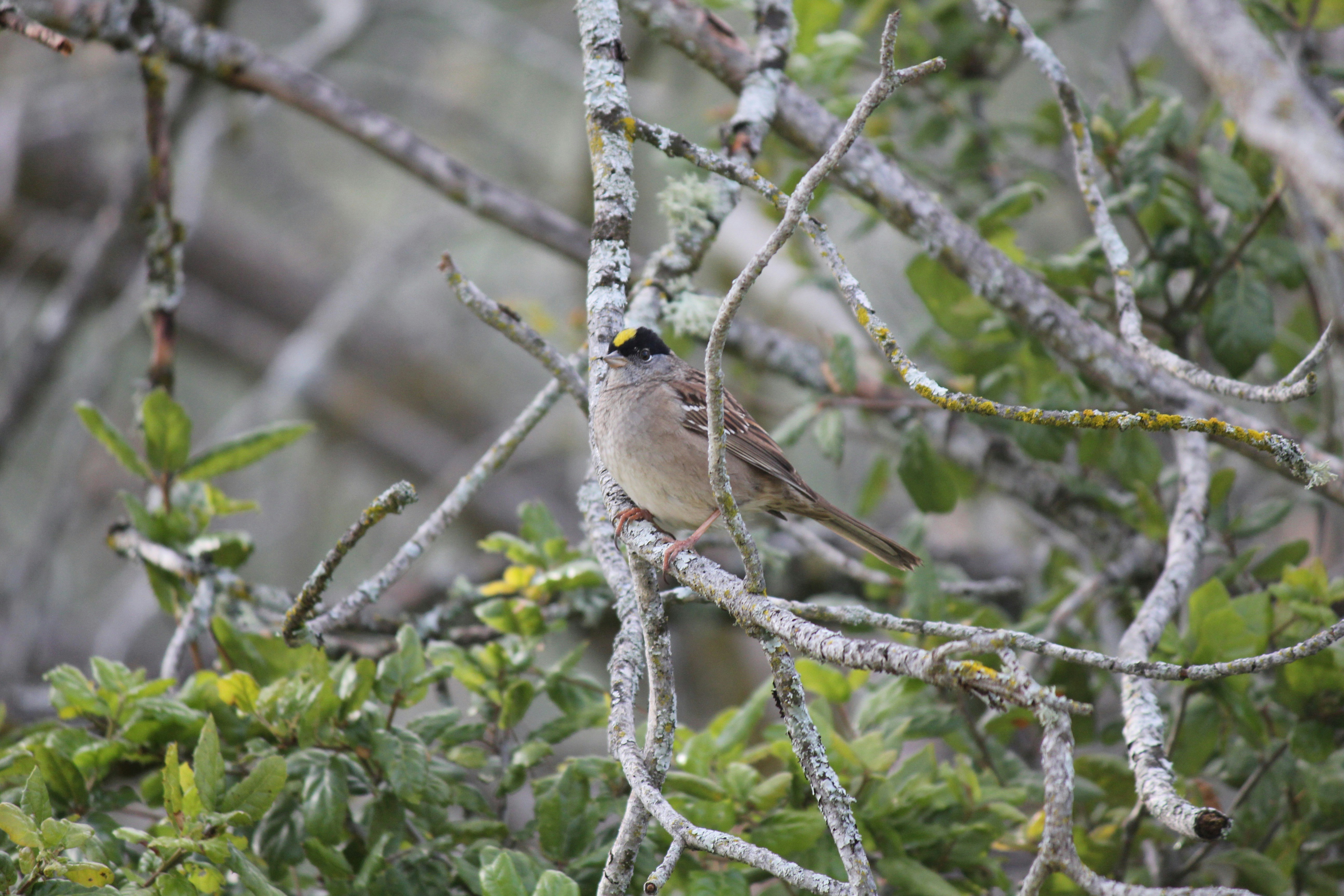 Lichen-Climb Hideaway: A Small Warbler Amid Tangle of Branches