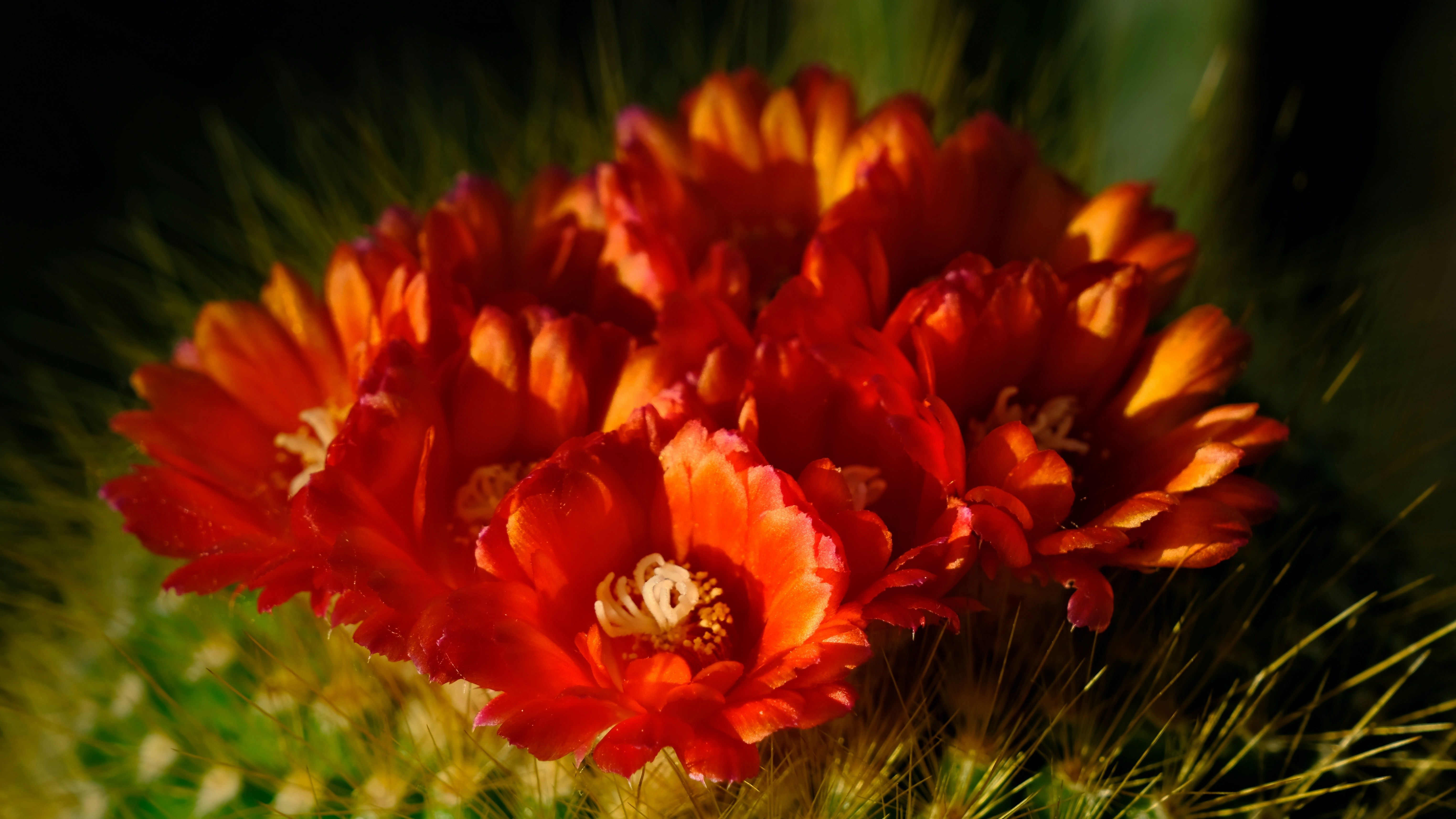 a close up of a flower on a cactus