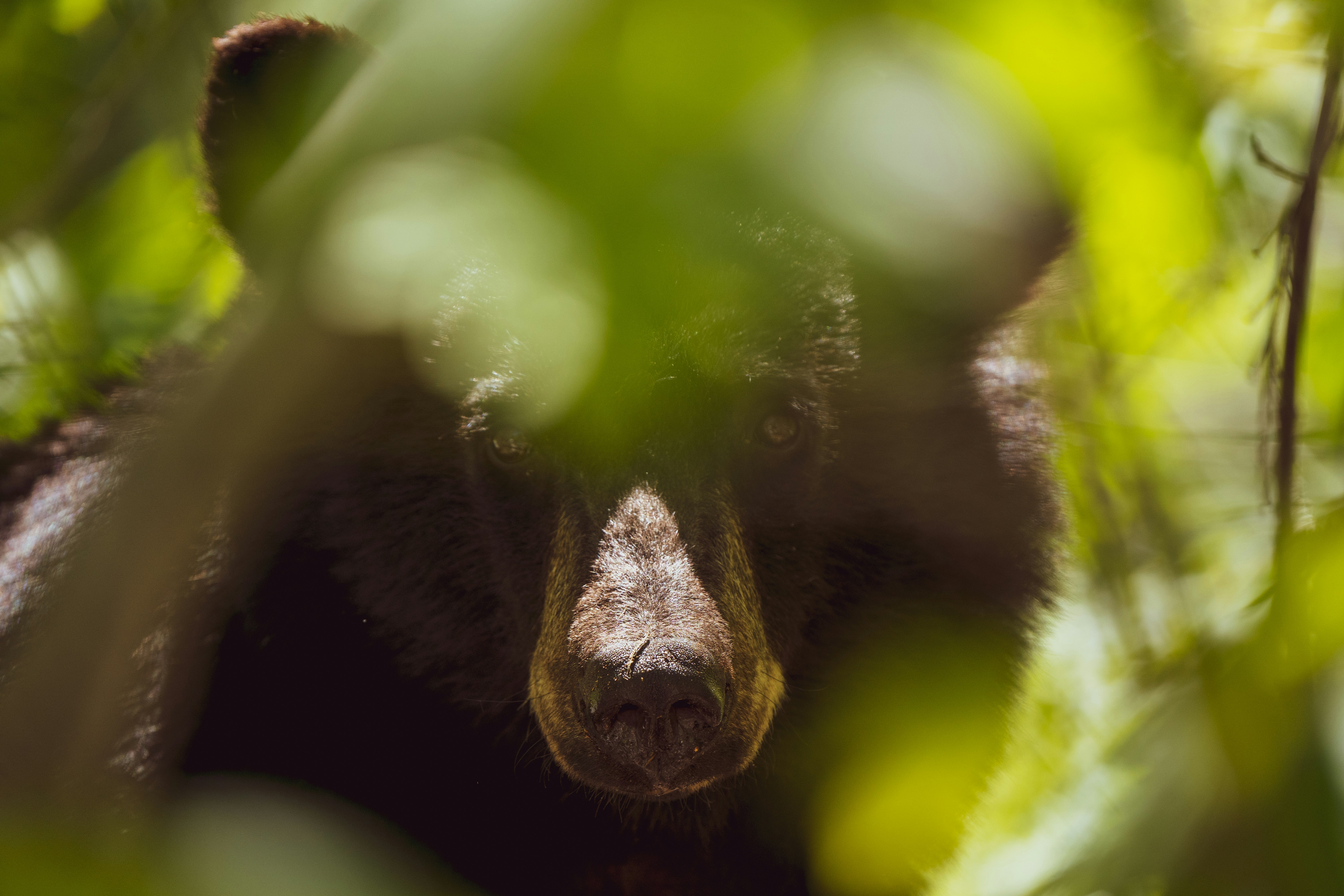 Through the Green Veil, a Bear's Nose Emerges