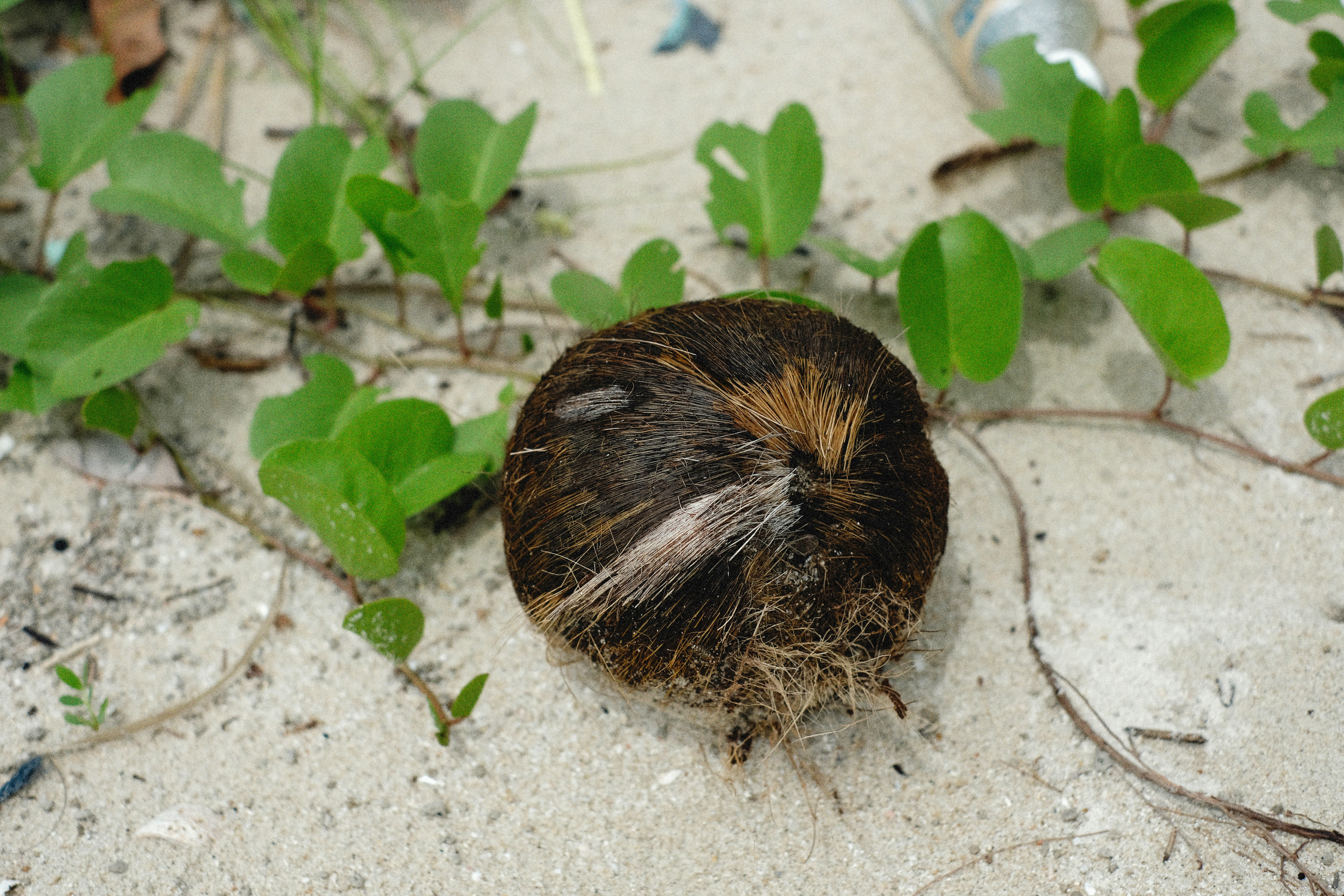 A coconut resting on sandy ground surrounded by green foliage, showcasing nature's resilience and beauty.