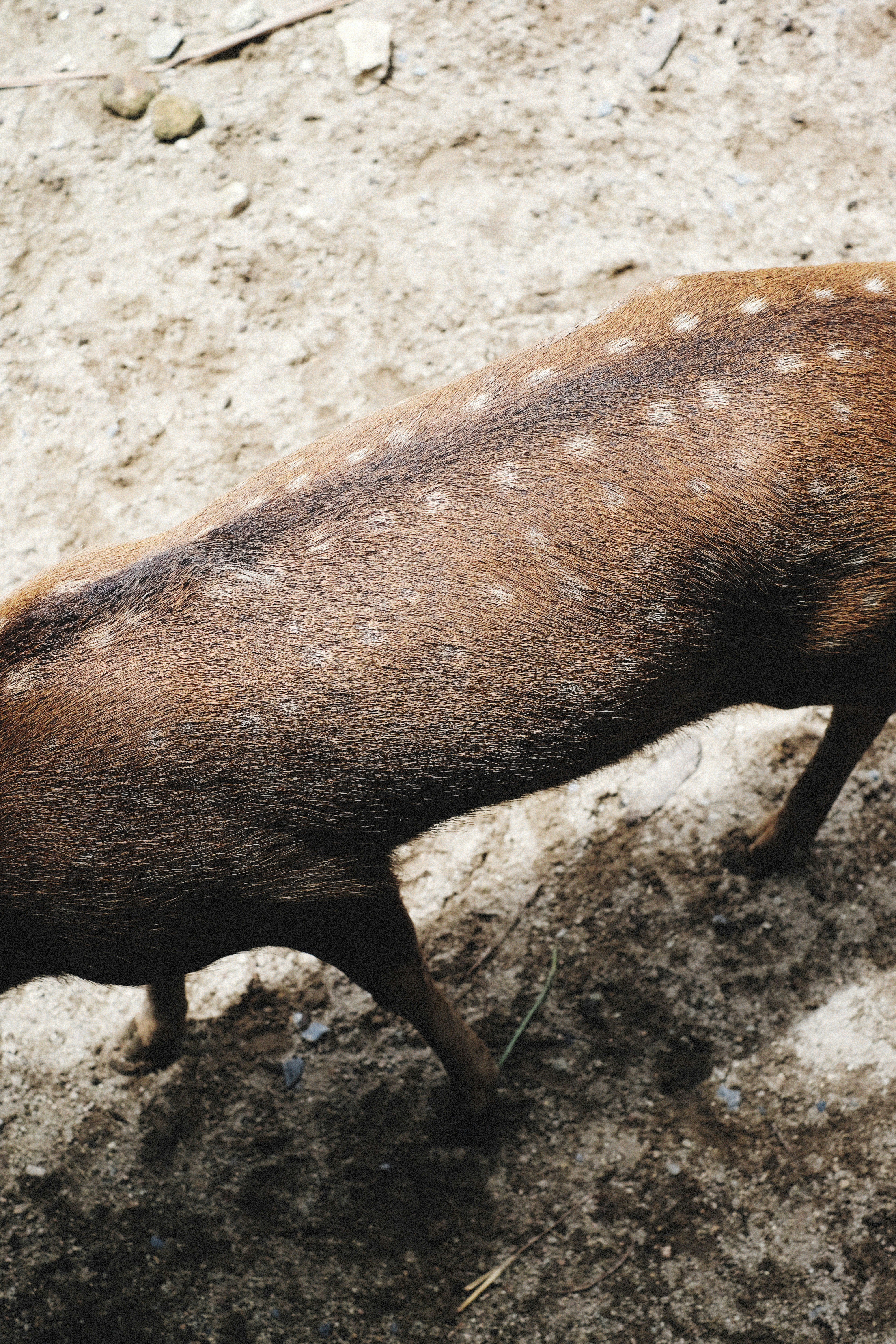 a small animal walking across a dirt field