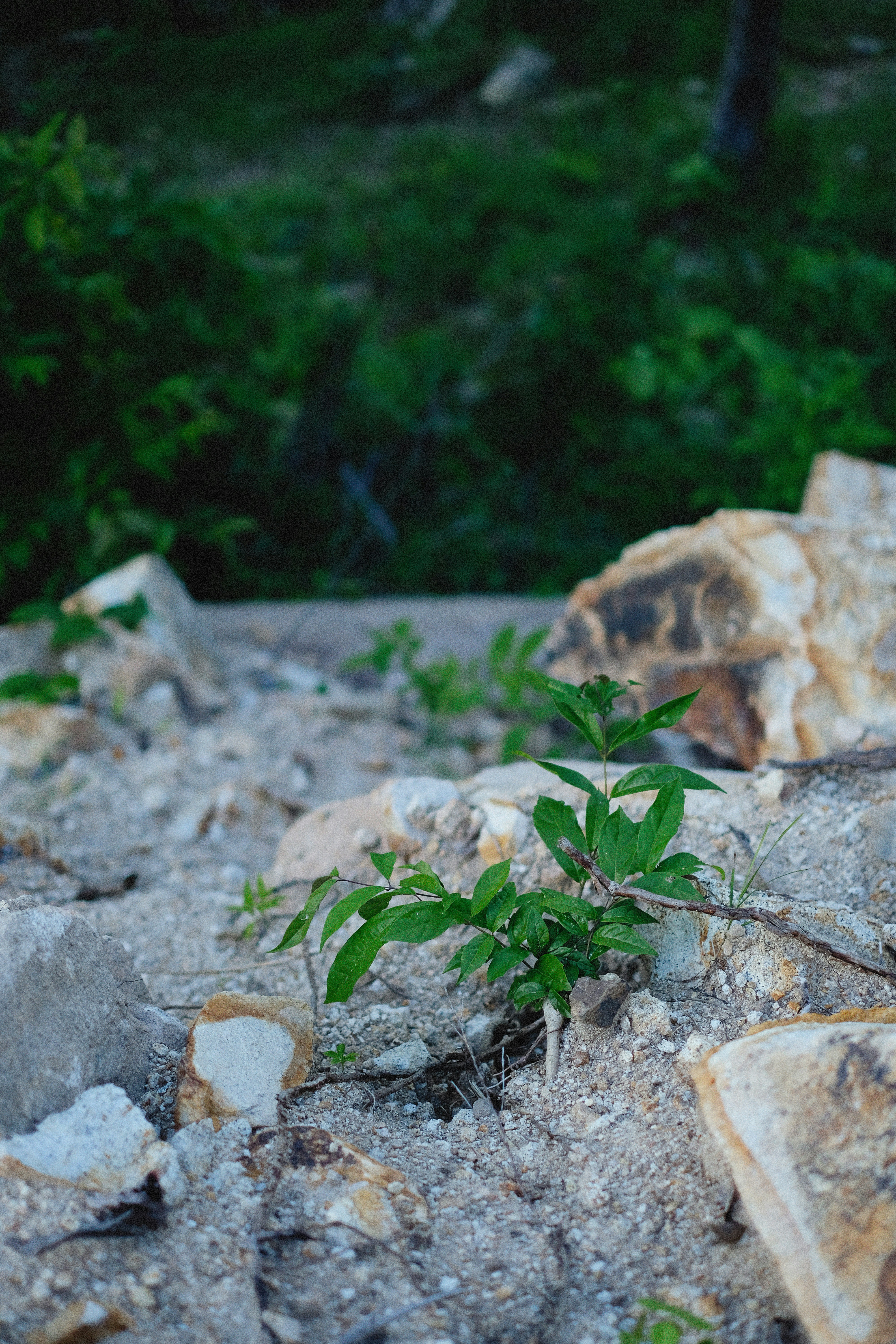 A small green plant growing out of some rocks photo – Free Rubble Image ...