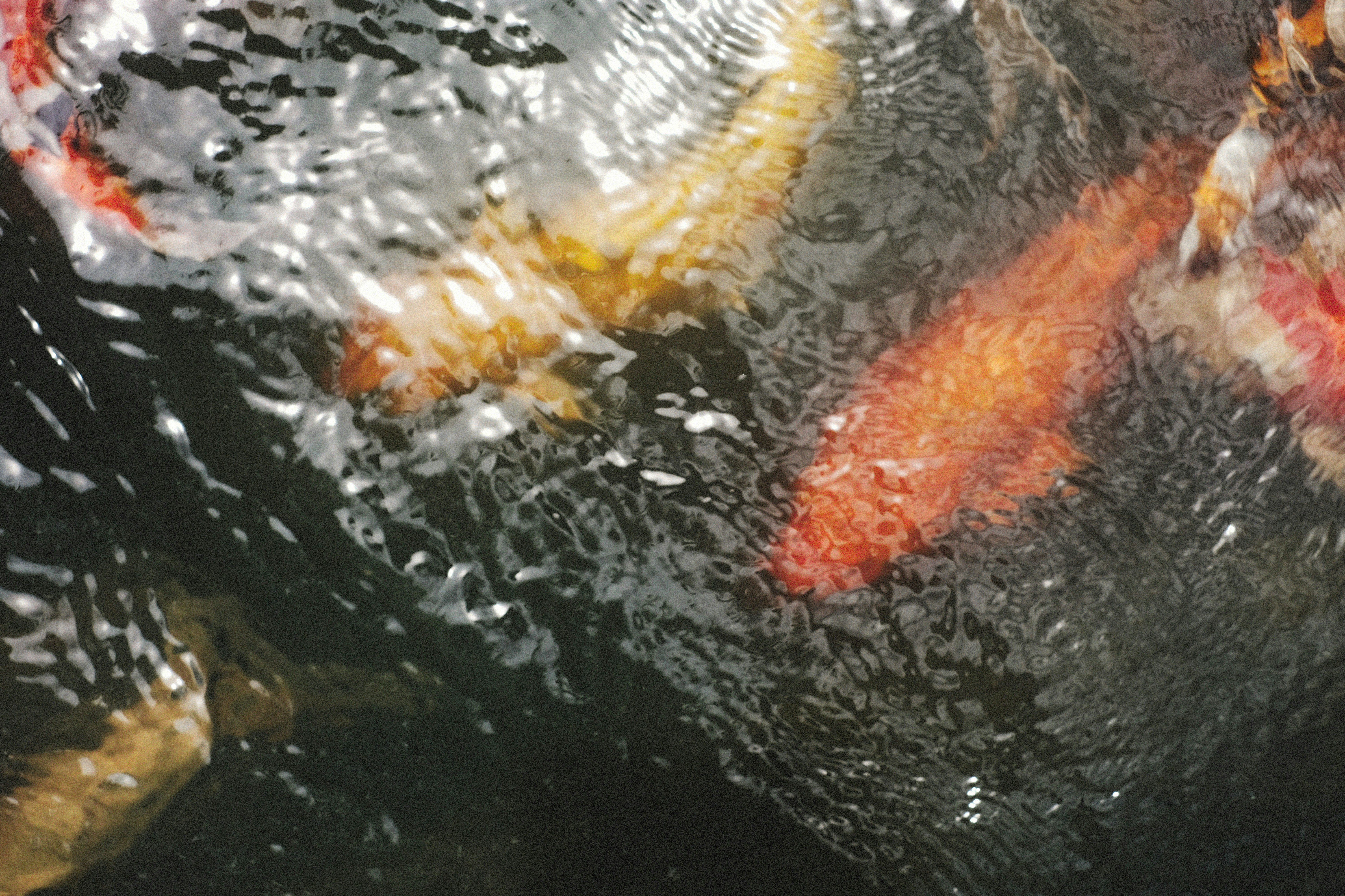 a group of koi fish swimming in a pond
