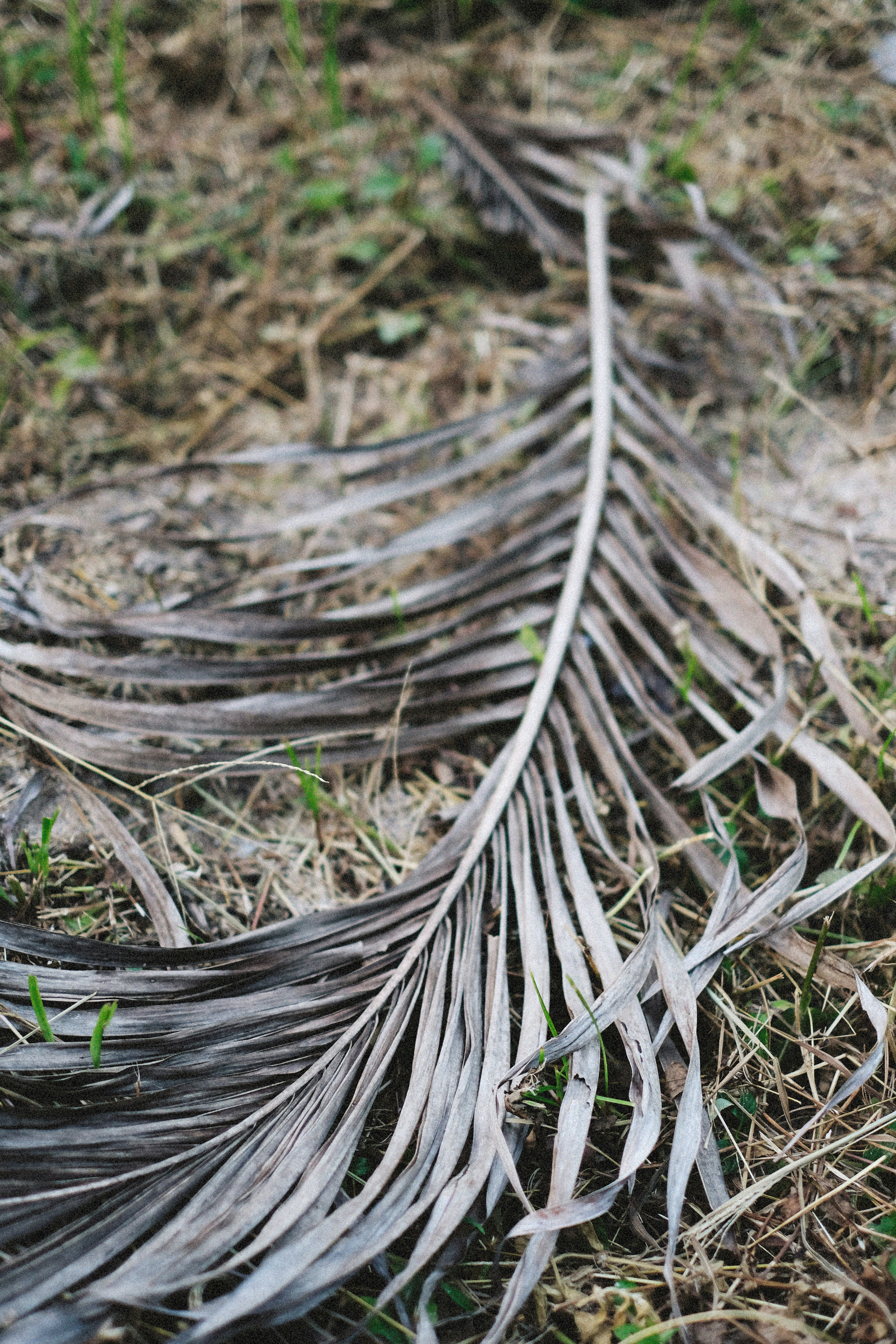 A close up of a bird's feather on the ground photo – Free Grey Image on ...