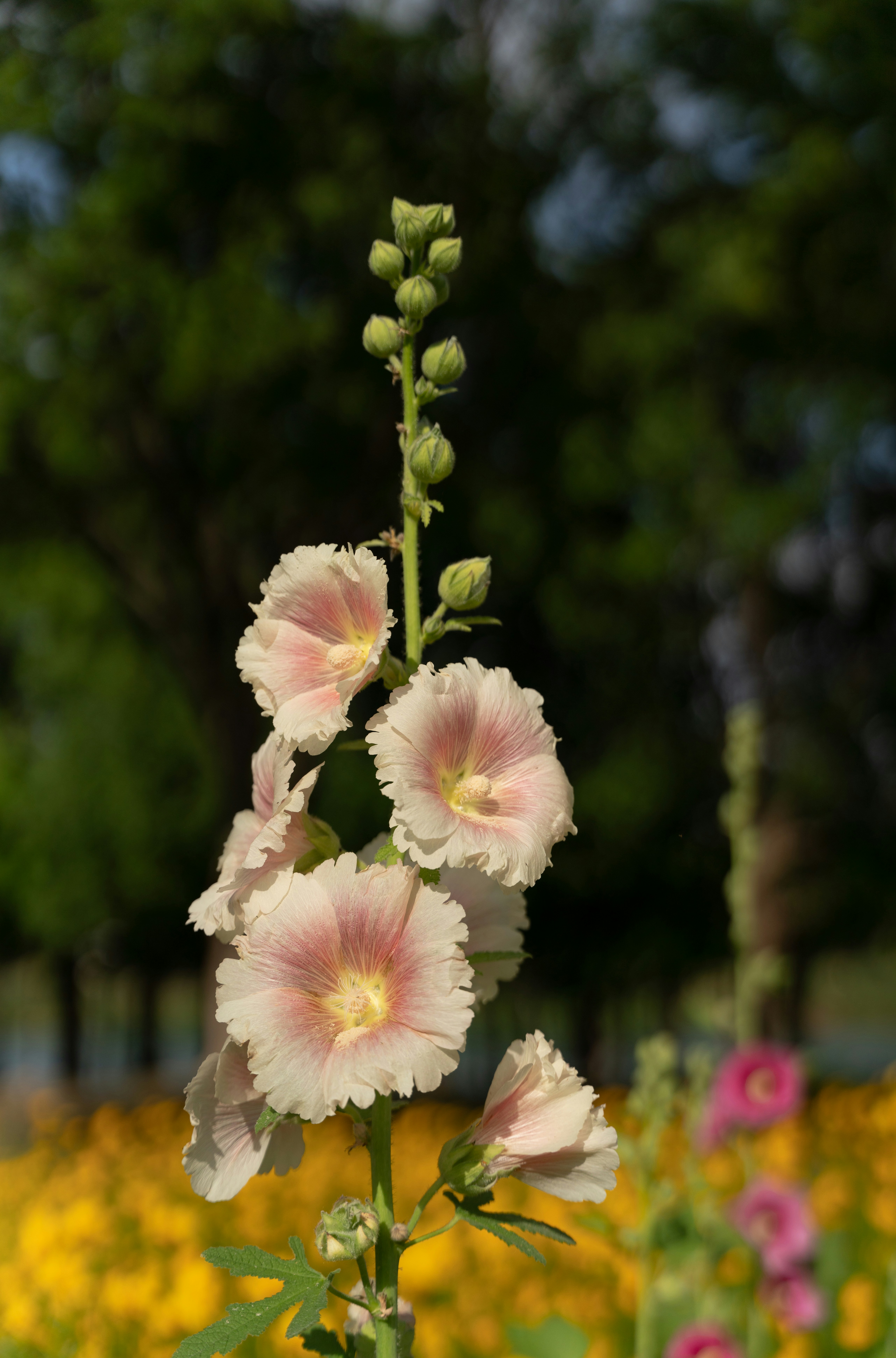 Pastel Torch: A Tall Hollyhock Reaches Above a Quiet Garden