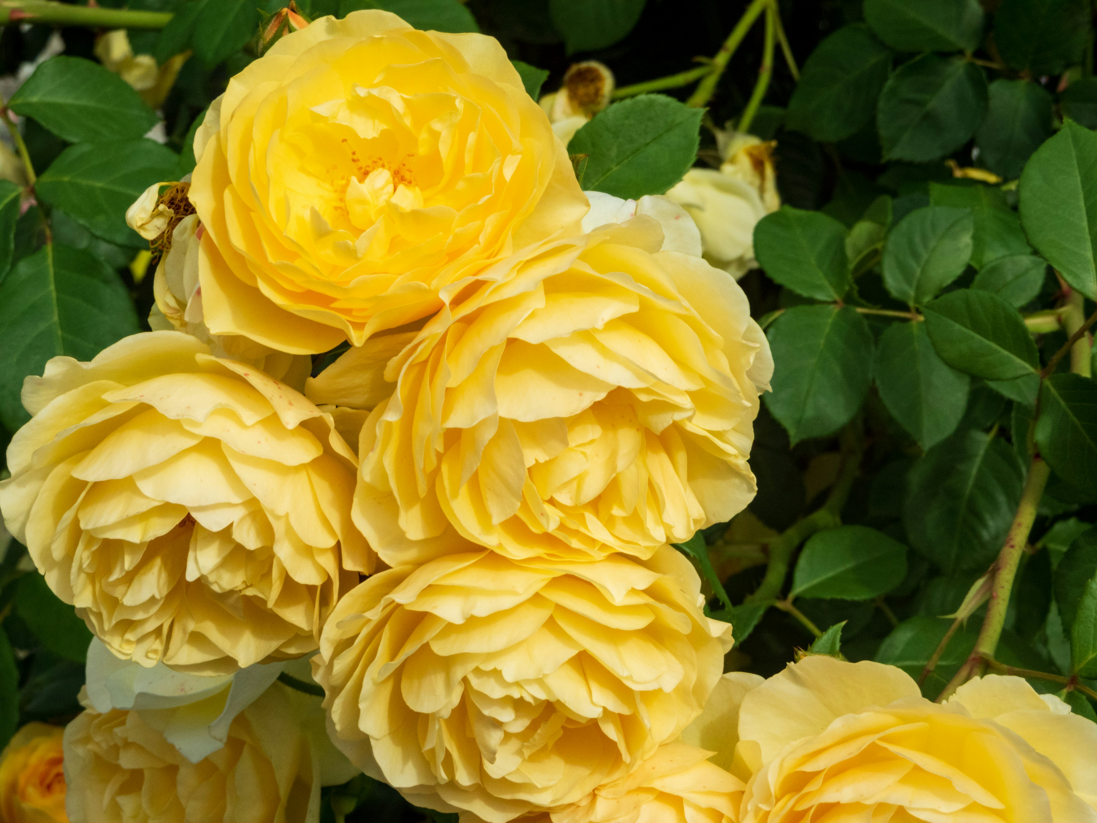 350+ Yellow Rose Pictures [HD] | Download Free Images on Unsplash