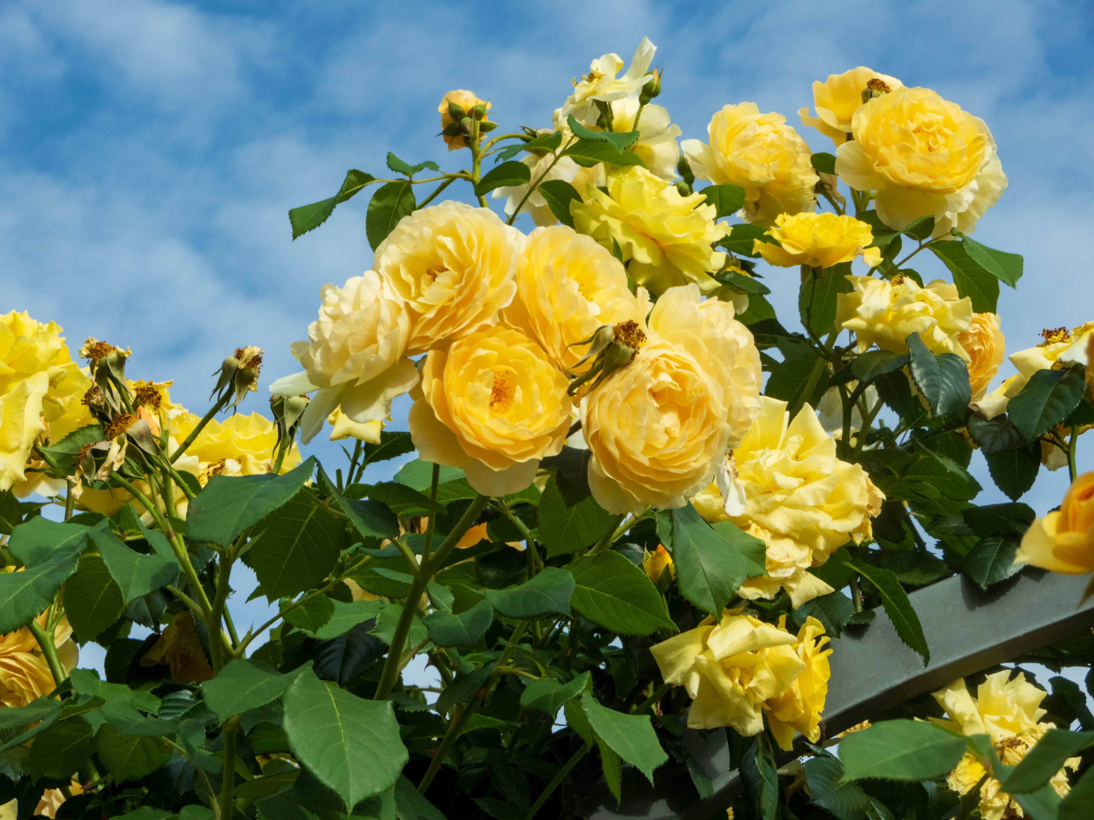350+ Yellow Rose Pictures [HD] | Download Free Images on Unsplash