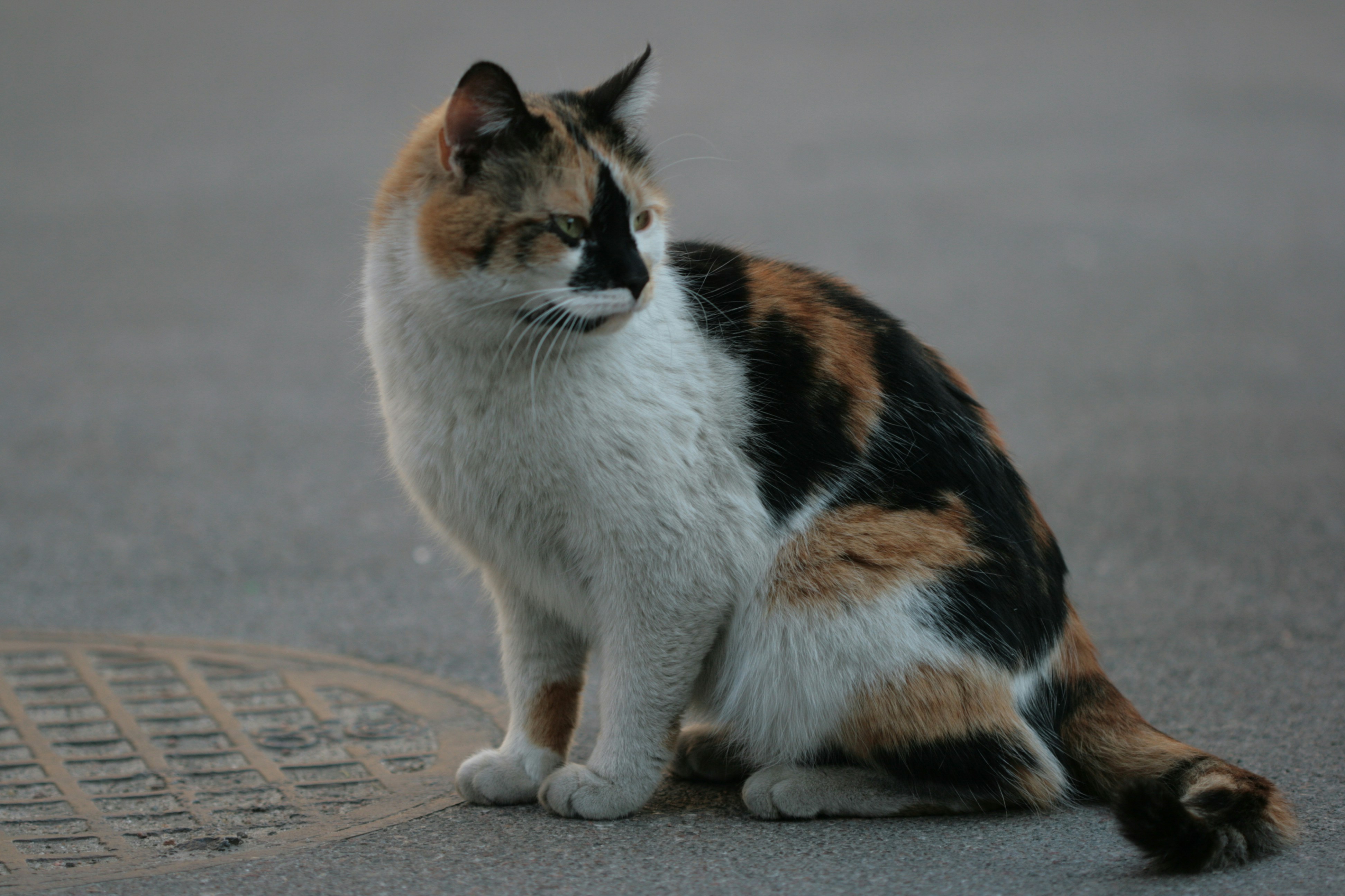 Calico cat sitting gracefully beside a manhole cover, gazing into the distance. The fur displays a beautiful blend of colors.