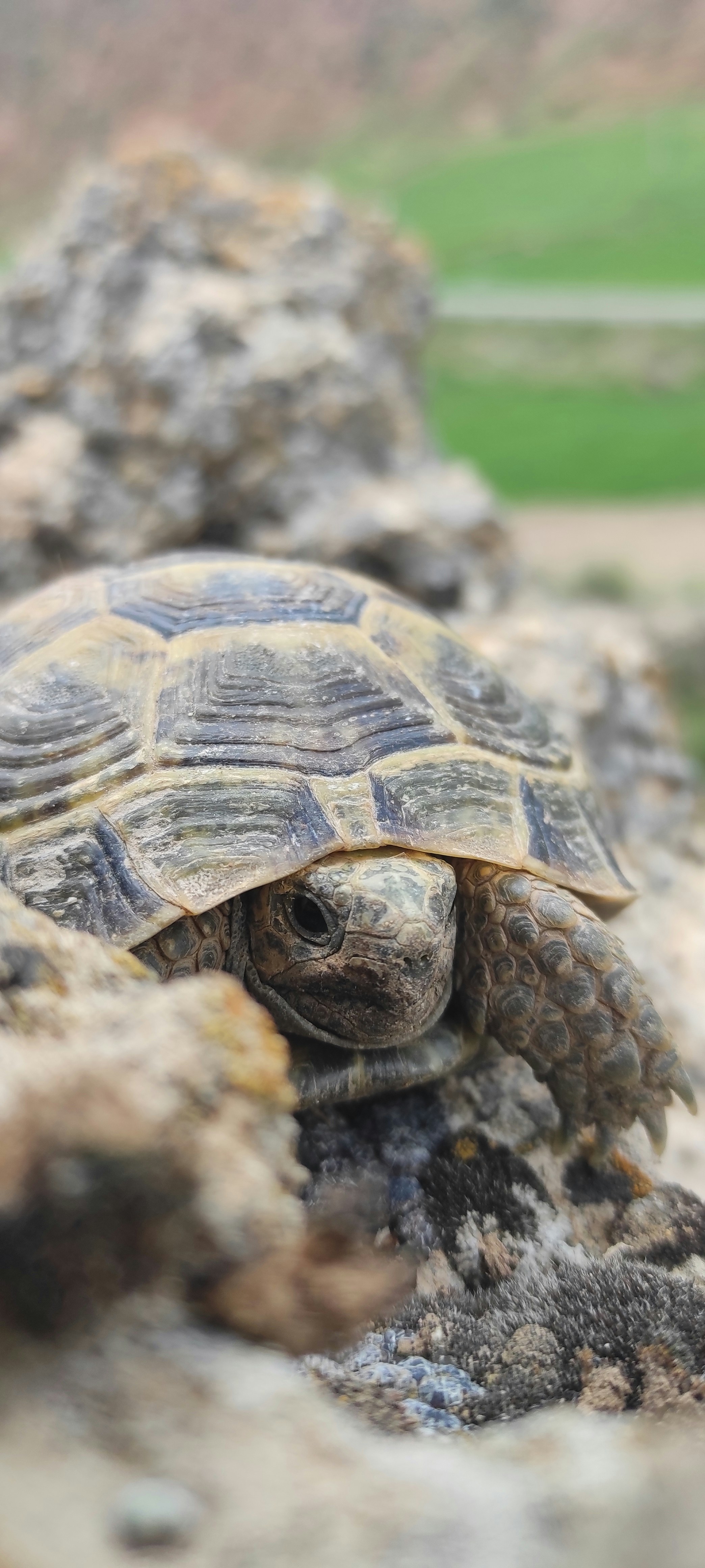 A close up of a turtle on a rock photo – Free Animals Image on Unsplash