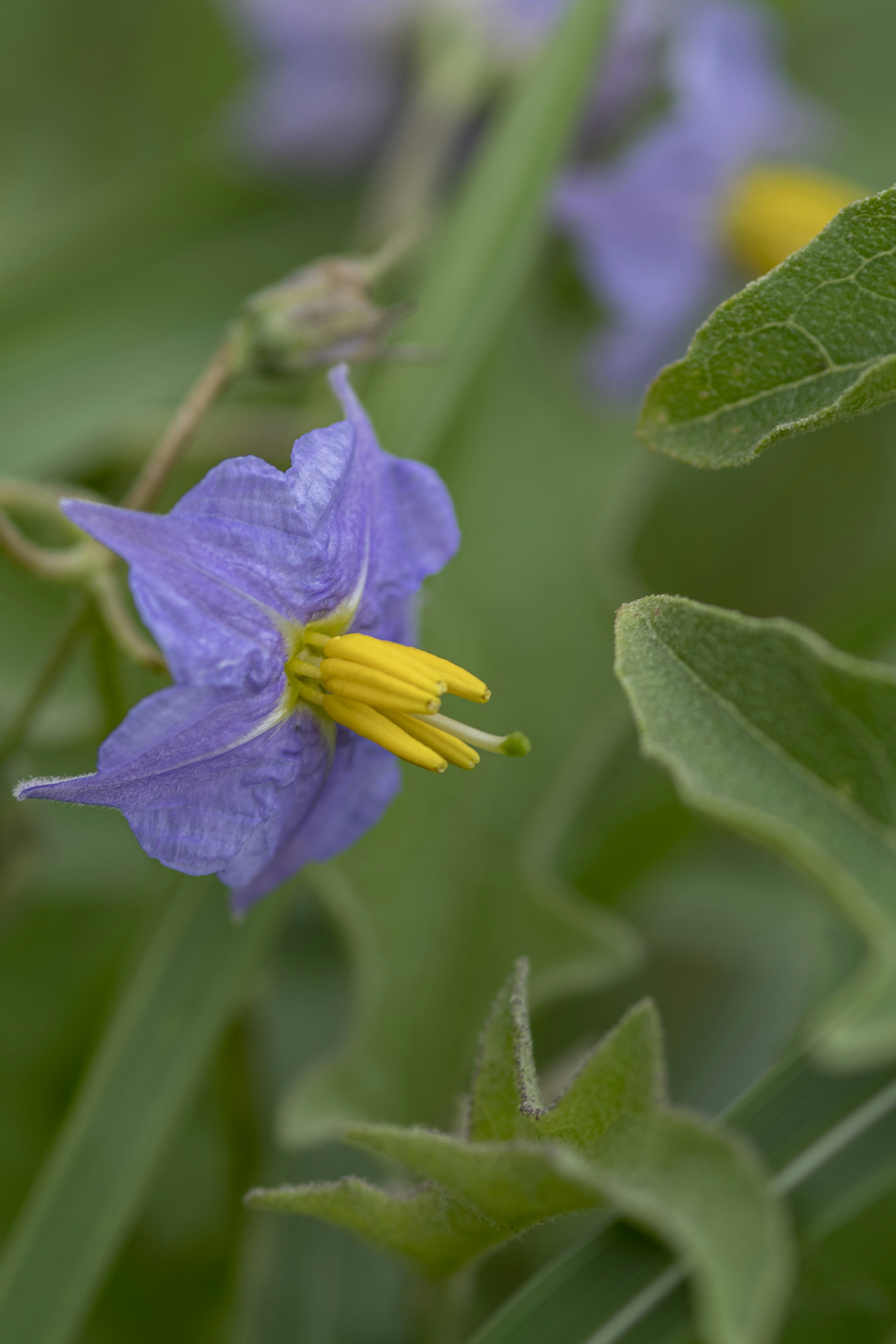 a close up of a purple flower with green leaves