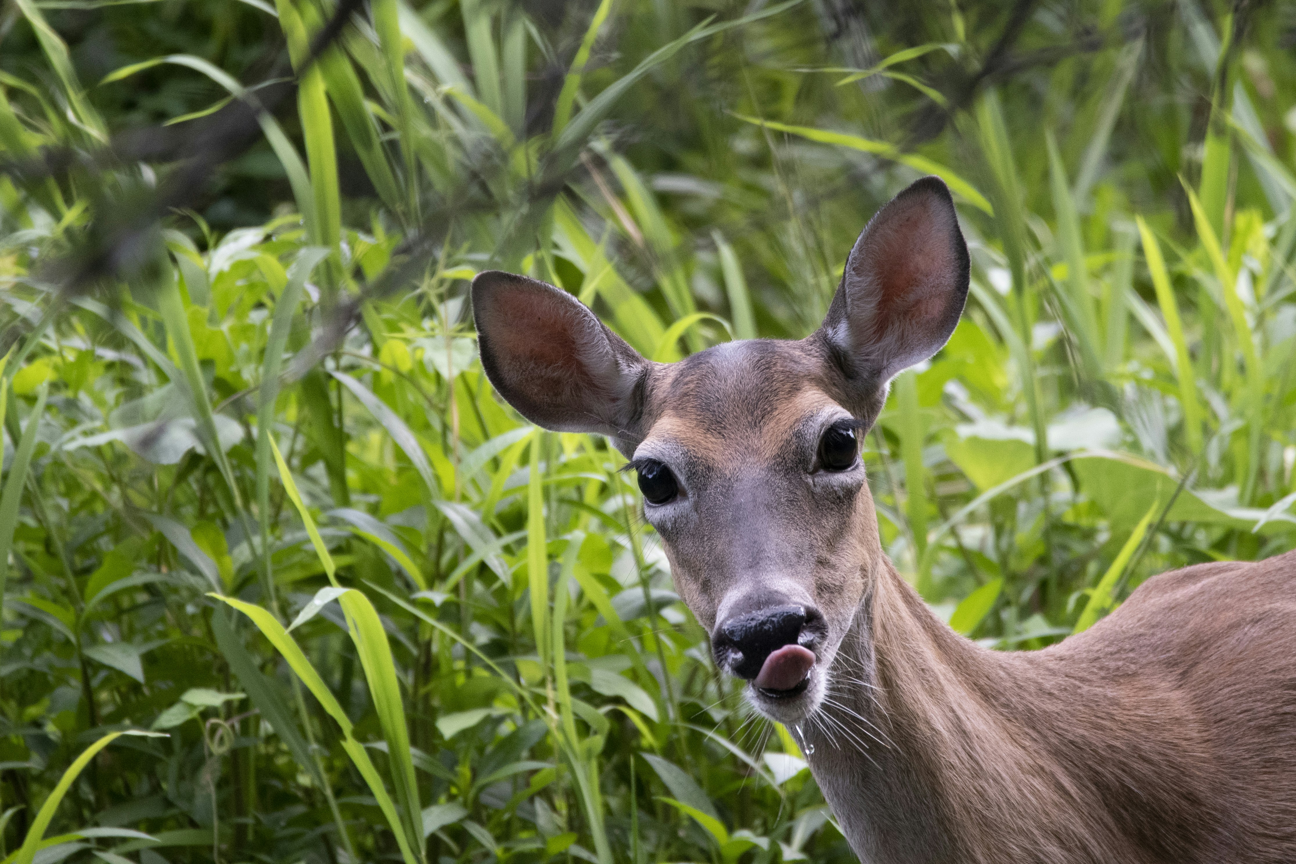 Through the Green Curtain: a curious deer peers from the meadow edge
