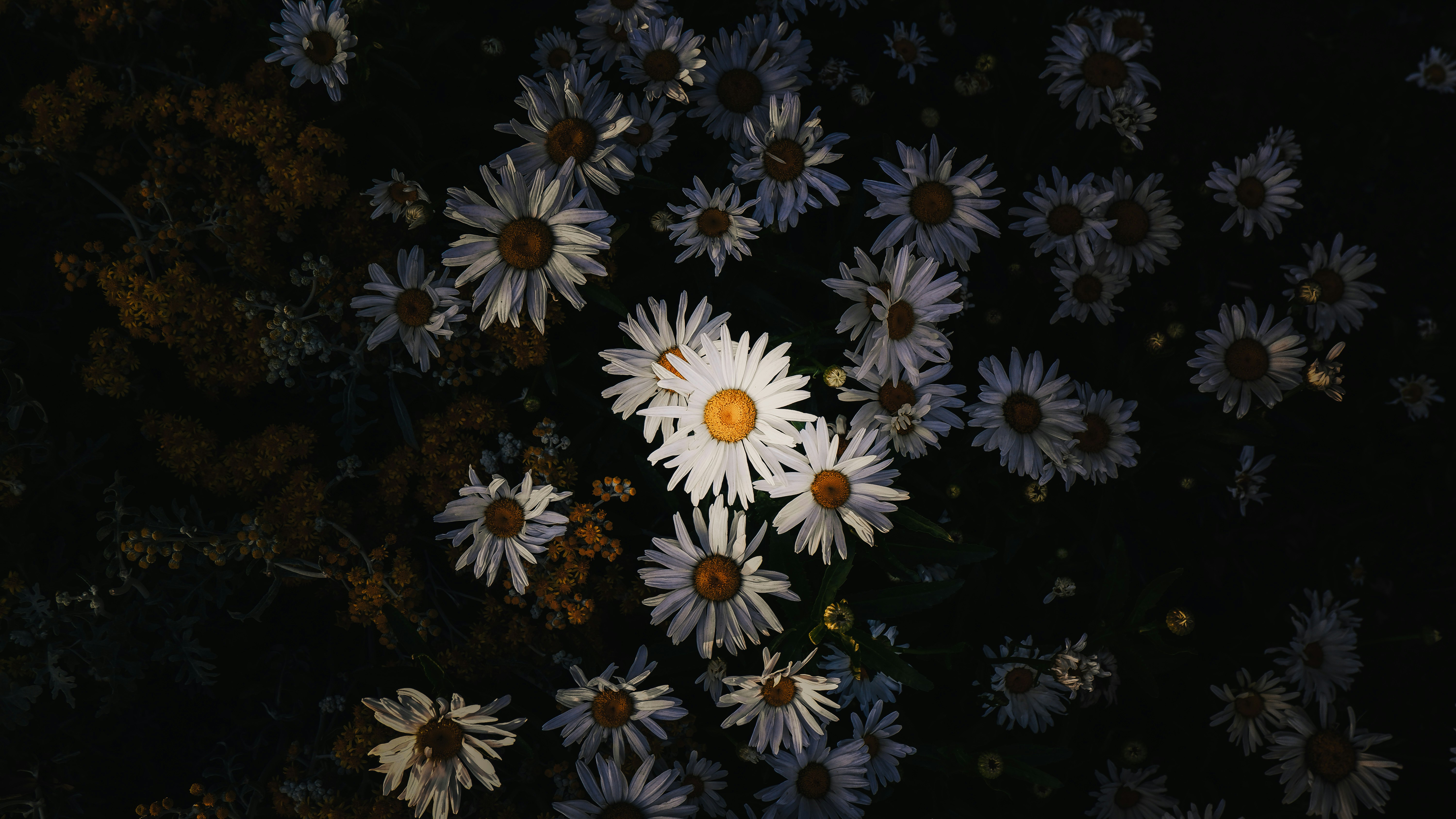 Shadowed Daisies: A Quiet Bloom in Dim Light
