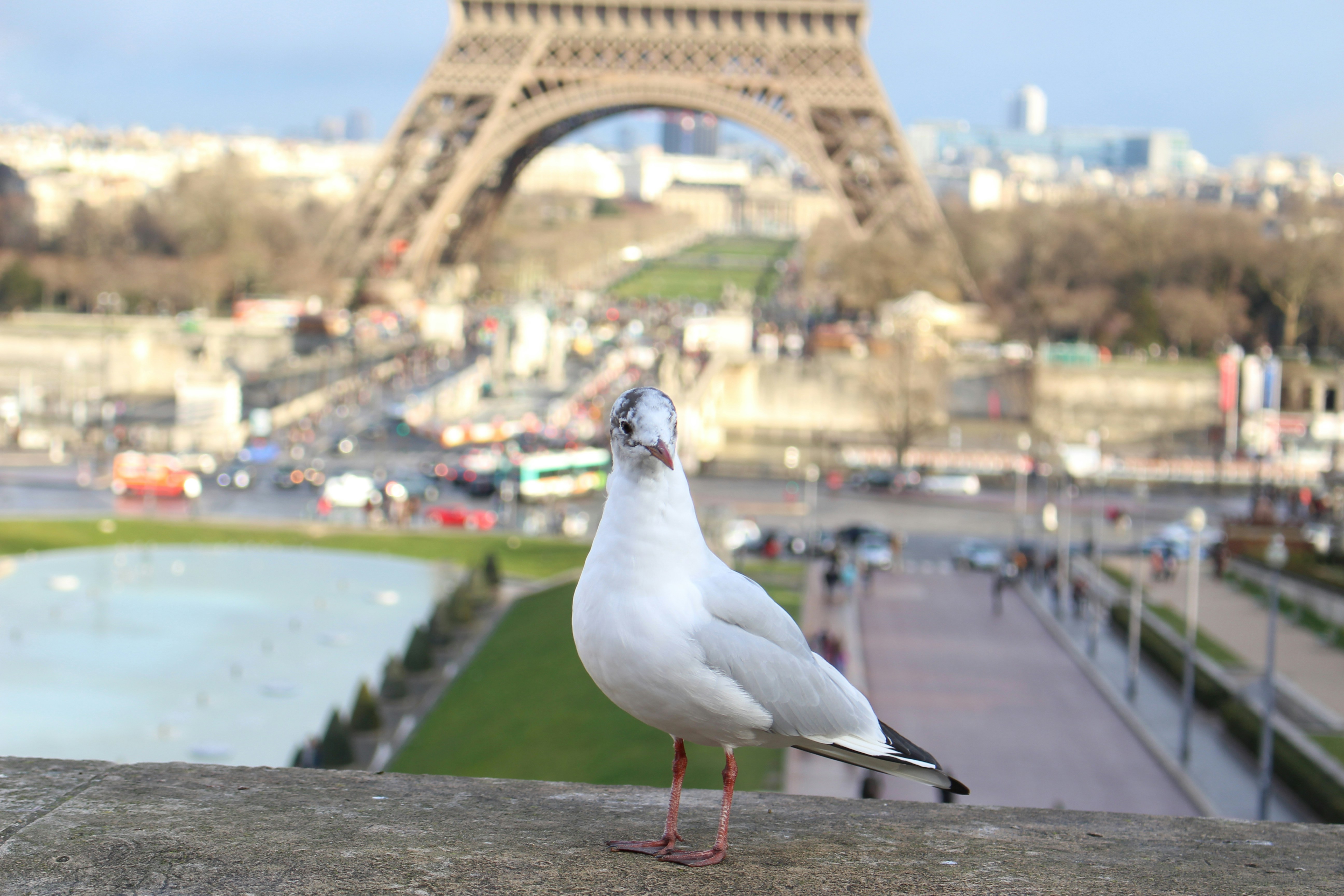 Ledge Sentinel: Seagull Framed by the Eiffel Tower