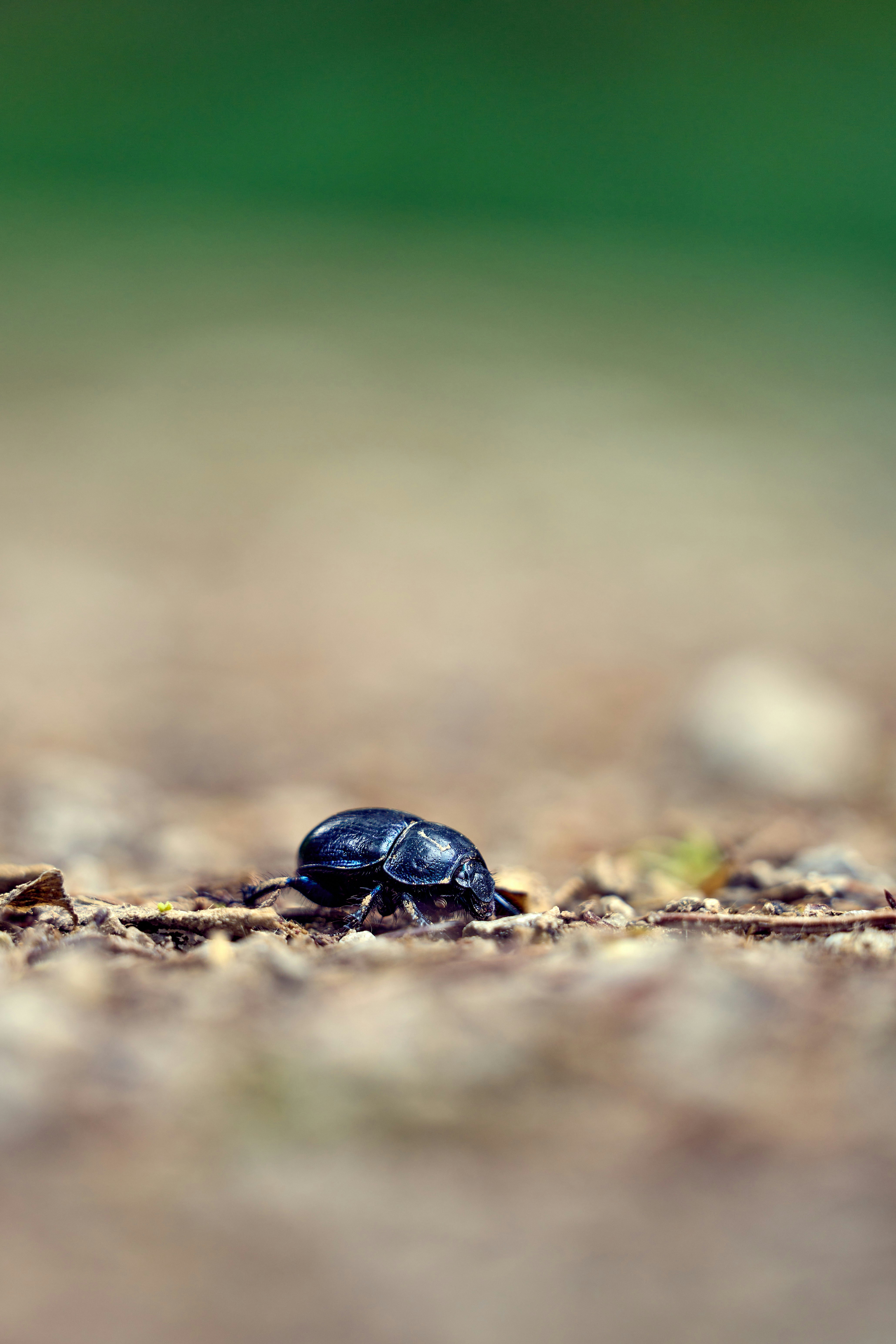 A small black bug crawling on the ground photo – Free Brown Image on ...