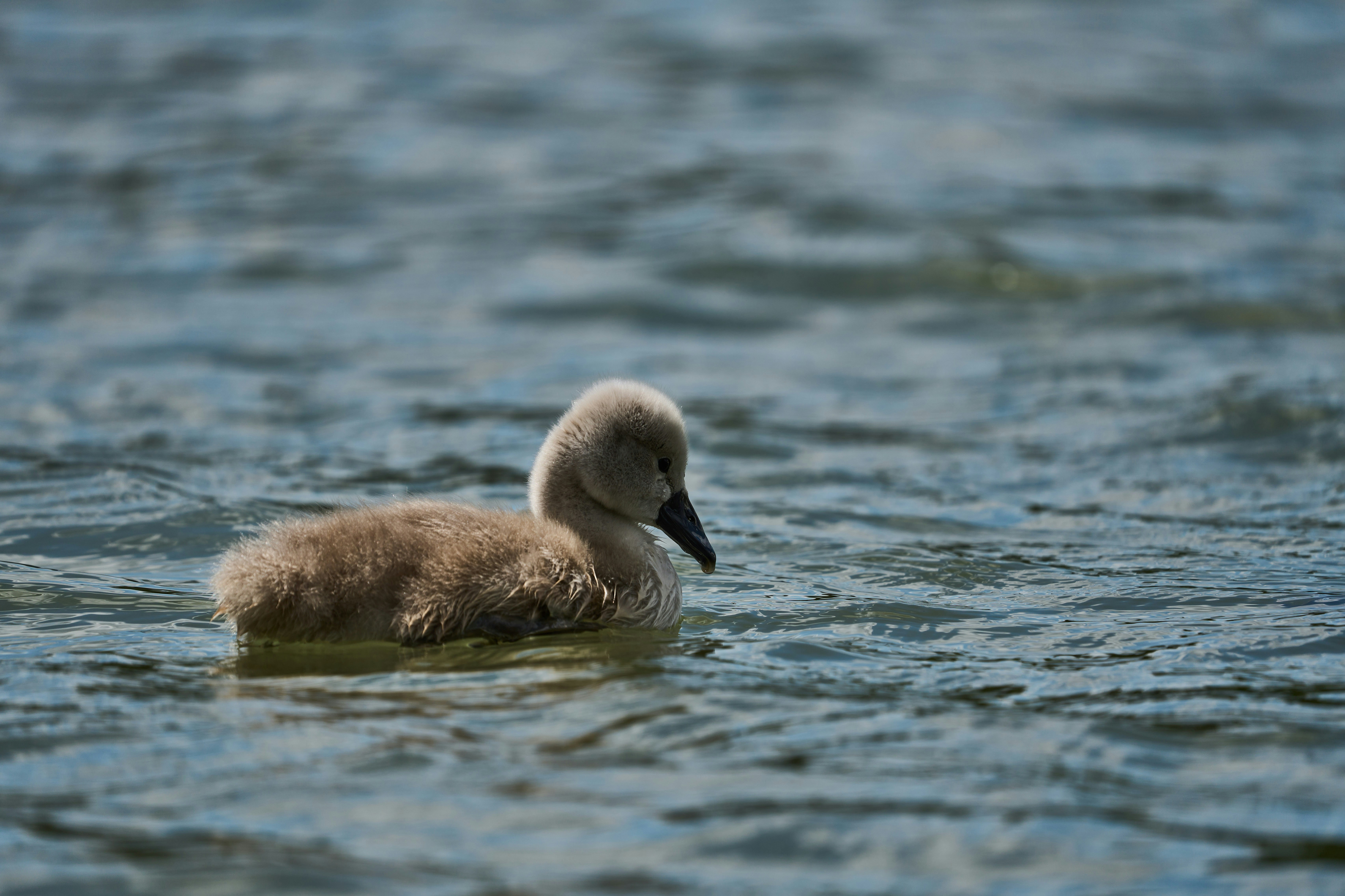 Foto zum Thema Eine kleine Ente, die auf einem Gewässer schwimmt ...